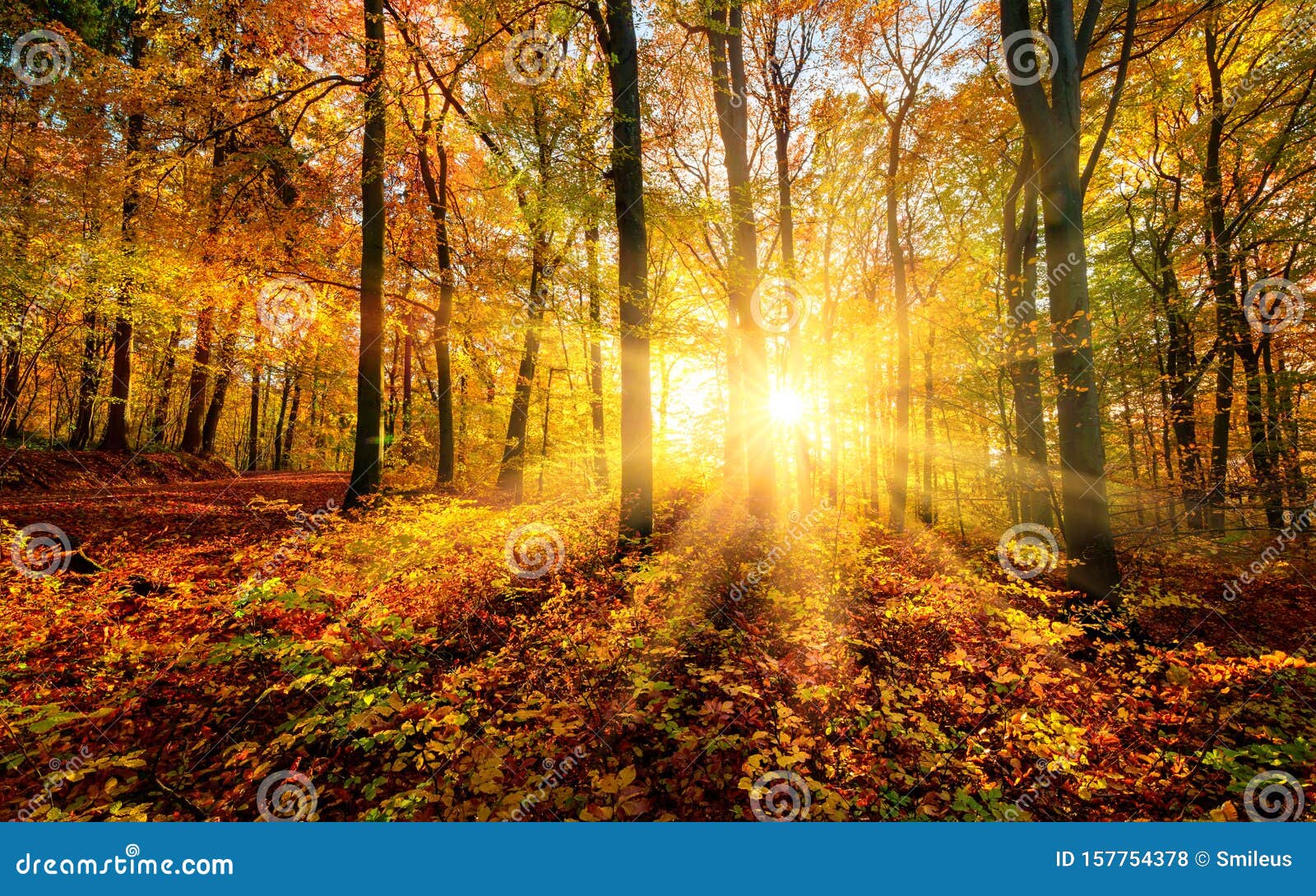 The Autumn Sun Doing Its Magic in a Forest Stock Photo - Image of ...