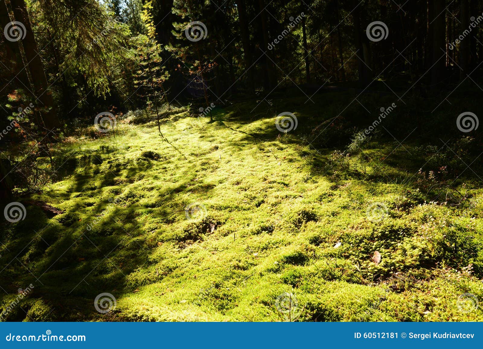 The Autumn Sun Path on the Forest Ground Cover of Moss Stock Image ...