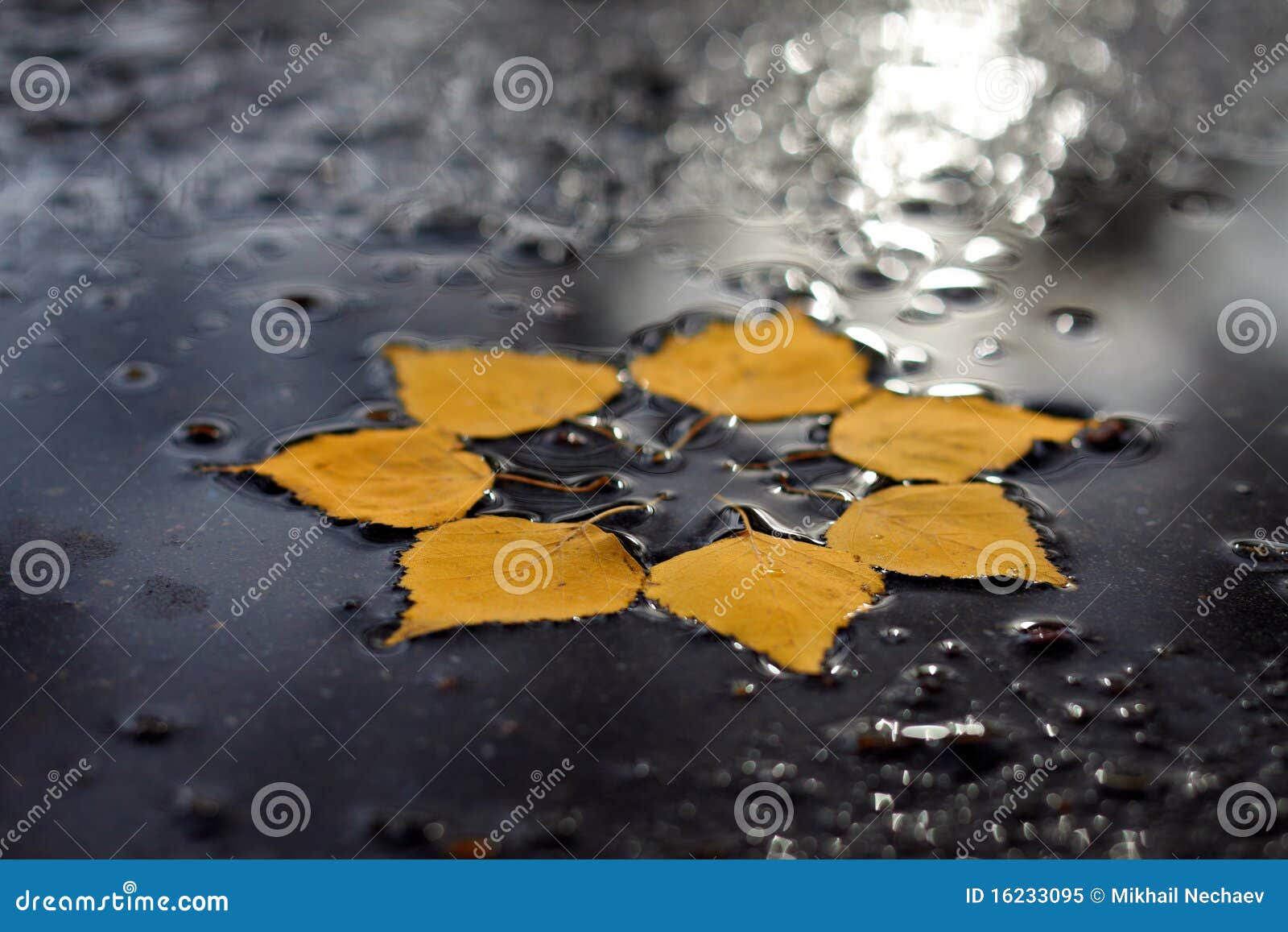Autumn sun in the puddle stock image. Image of backgrounds - 16233095