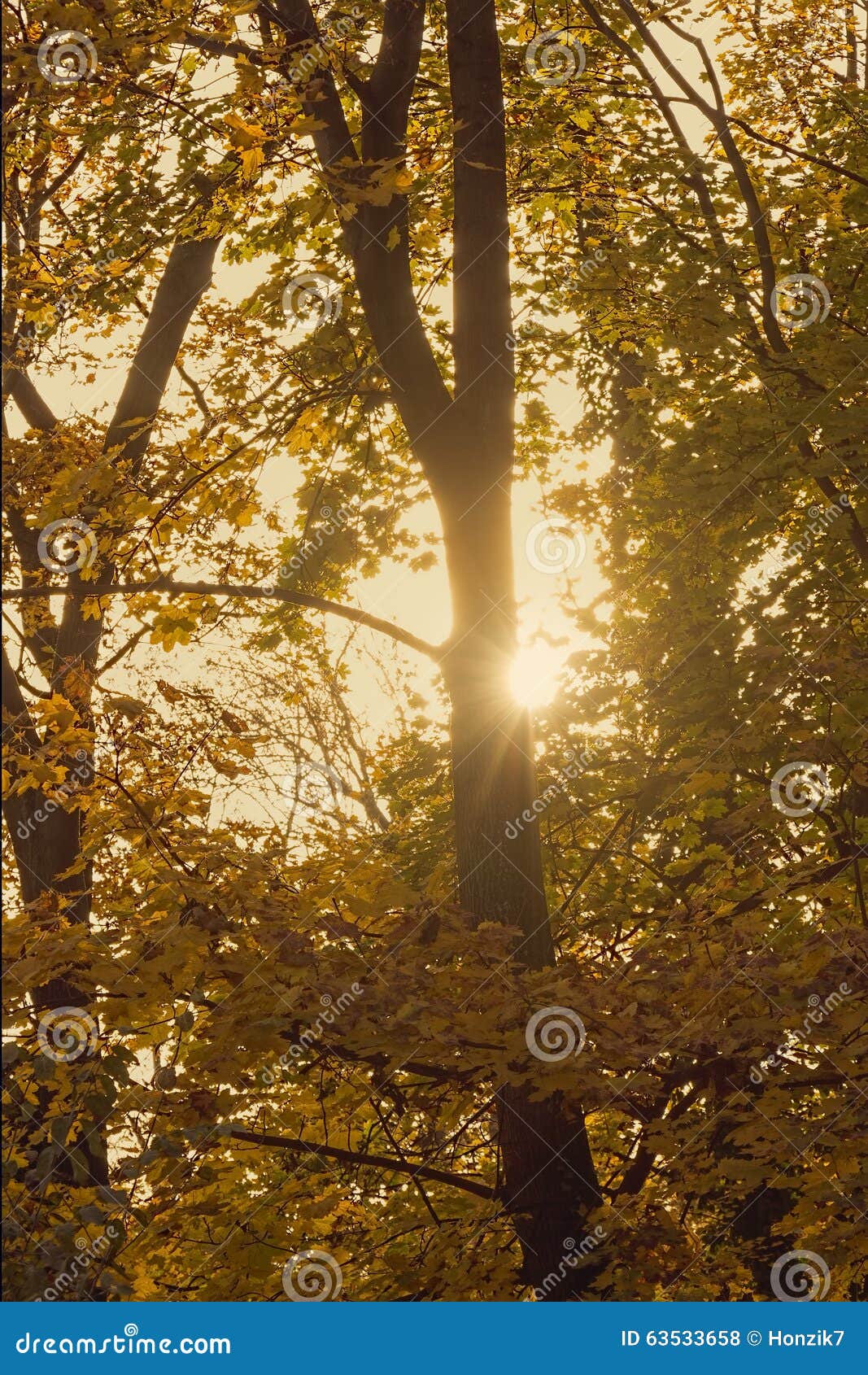 Autumn sun stock photo. Image of plant, tree, light, color - 63533658
