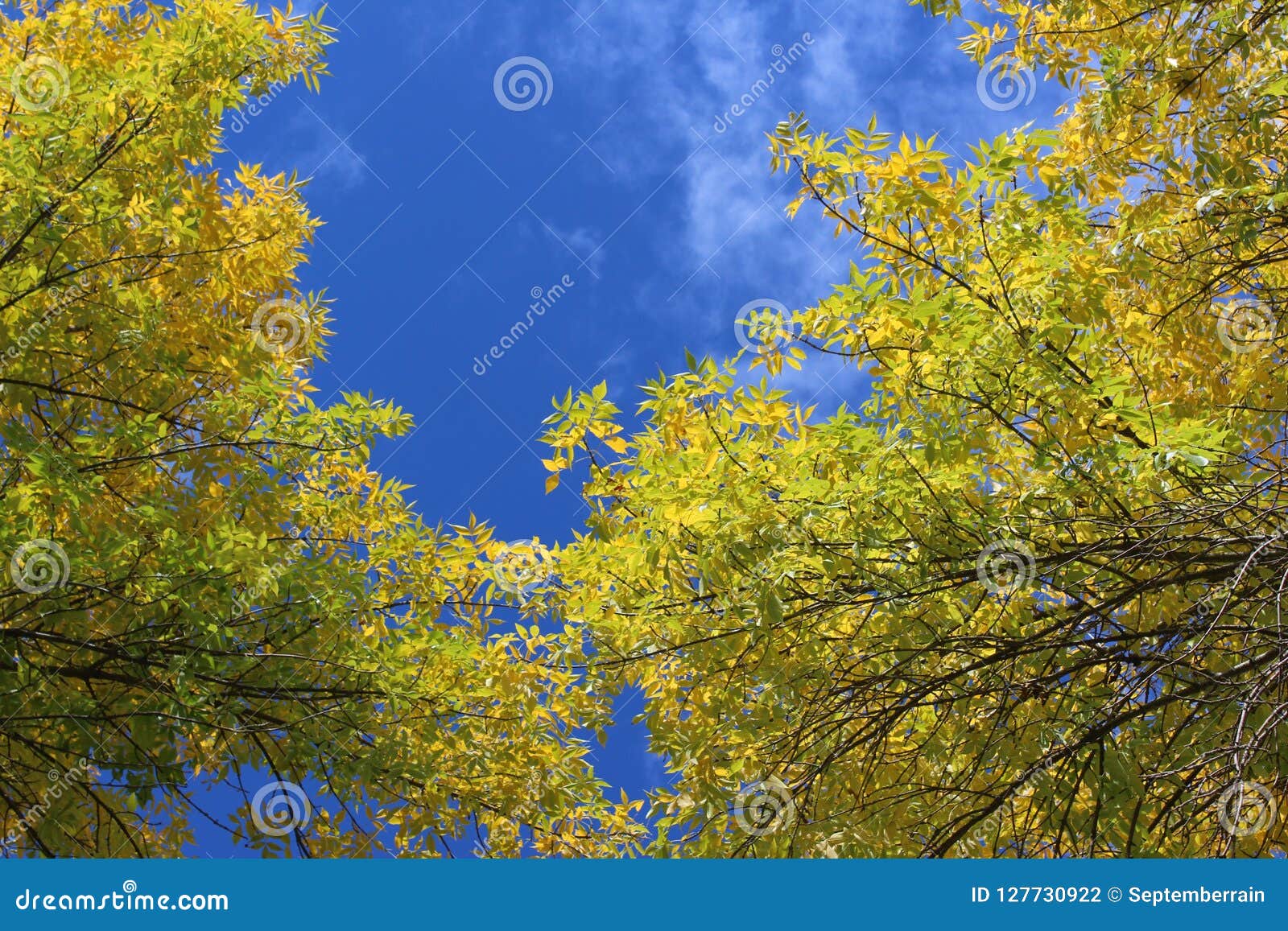 Fall Colors with a Blue Sky Stock Photo - Image of deciduous, branch ...
