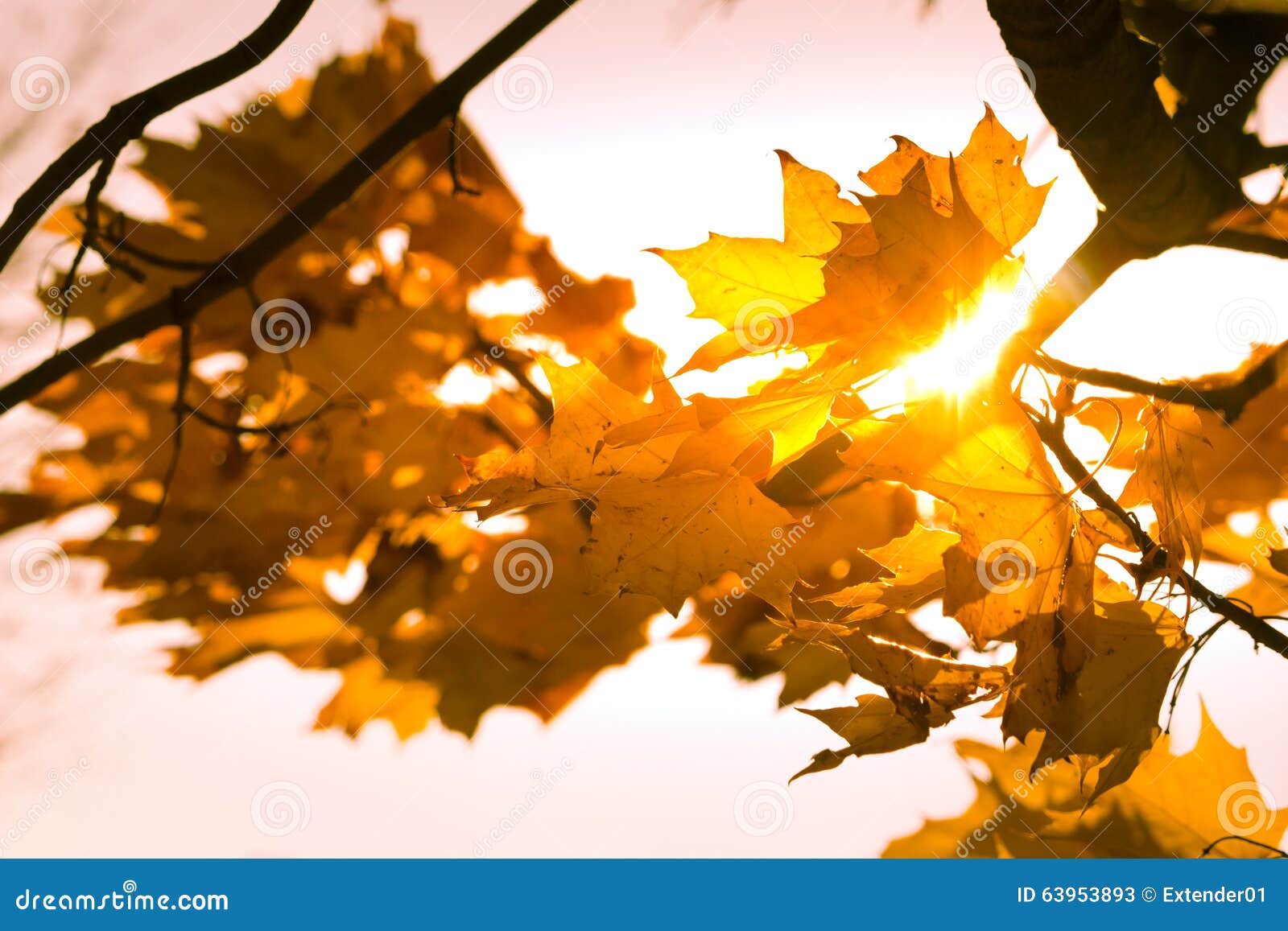 Autumn Sunlighted Maple Leaves Stock Image - Image of golden ...