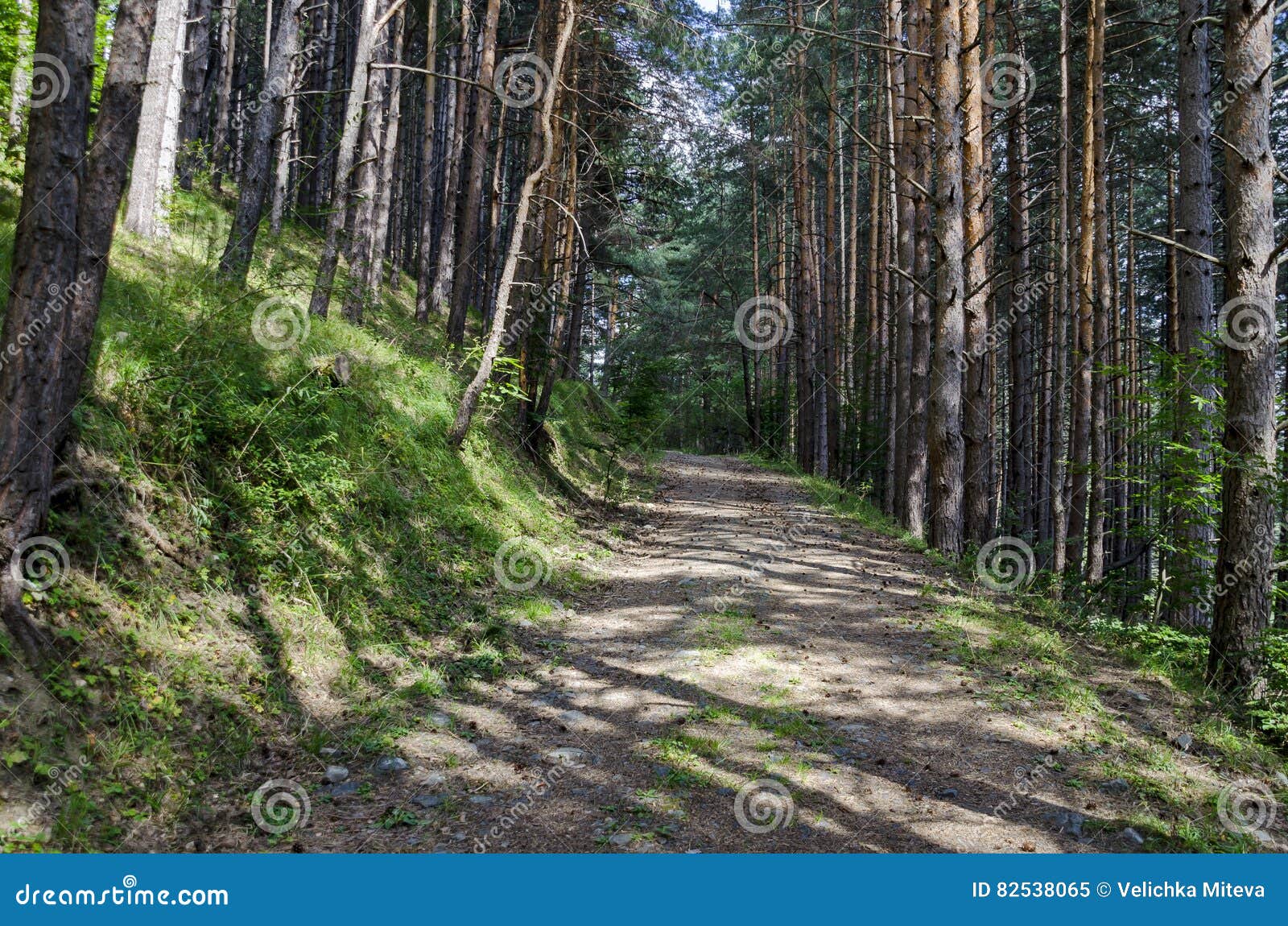 Autumn Sunlit Forest Pine-trees with Ecological Path Stock Image ...