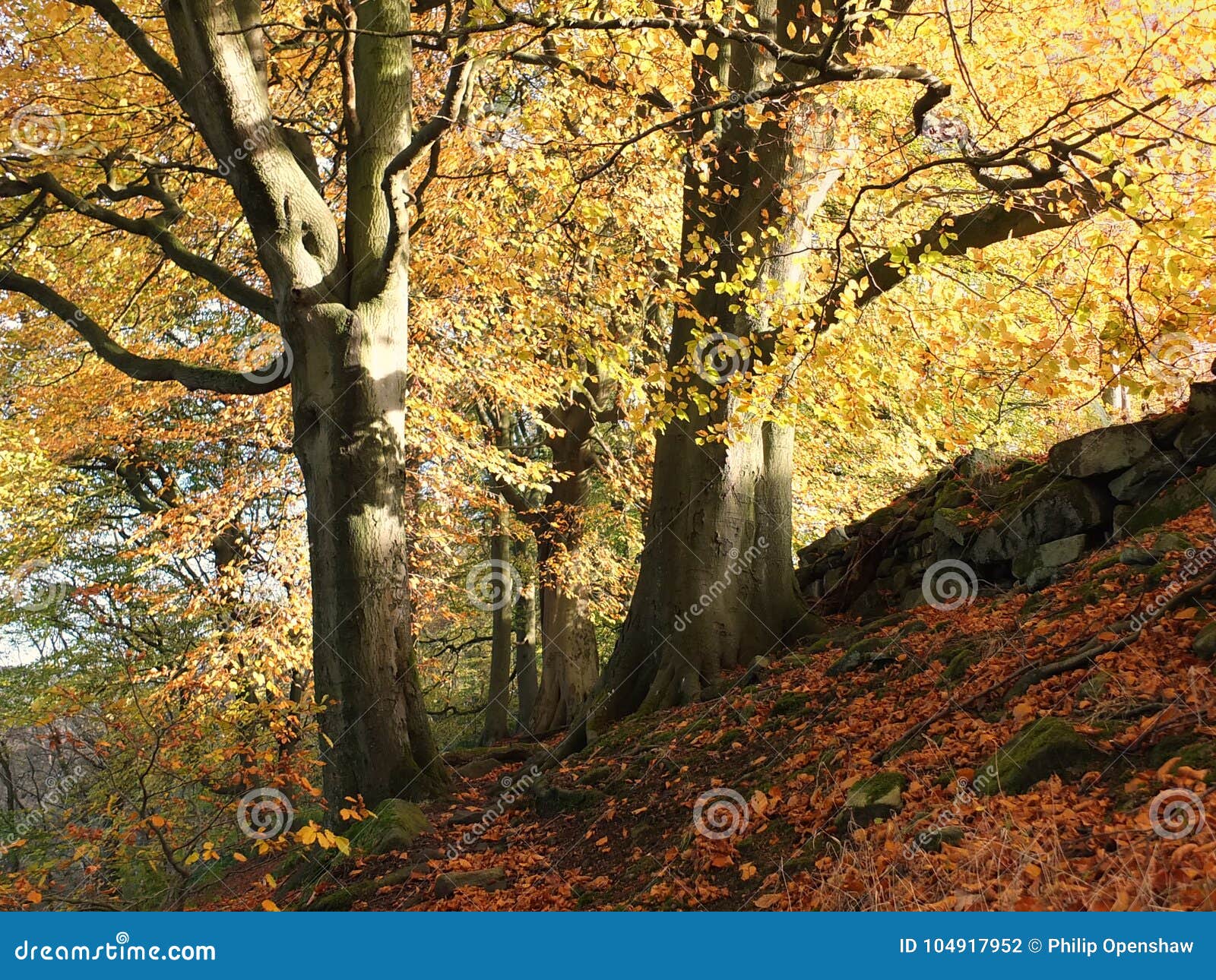 Autumn Sunlit Forest with Two Giant Beech Trees in Fall Colours Stock ...