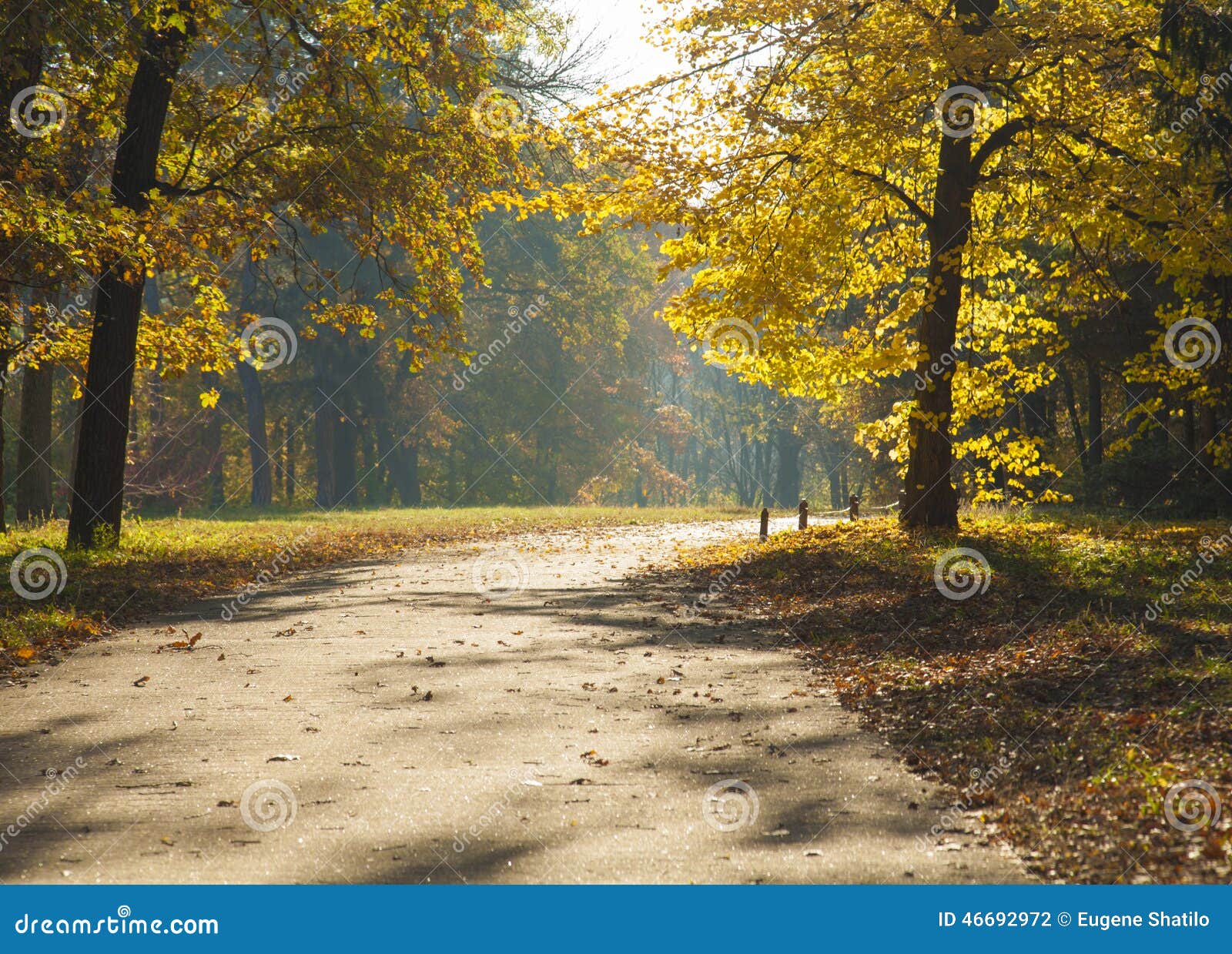 Autumn sunlit park road stock photo. Image of landscape - 46692972