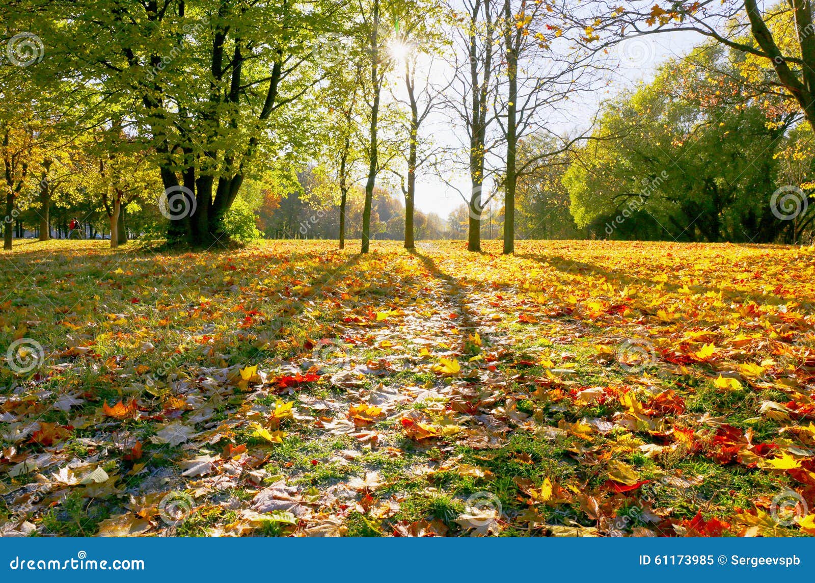 Autumn sunny park stock image. Image of orange, green - 61173985