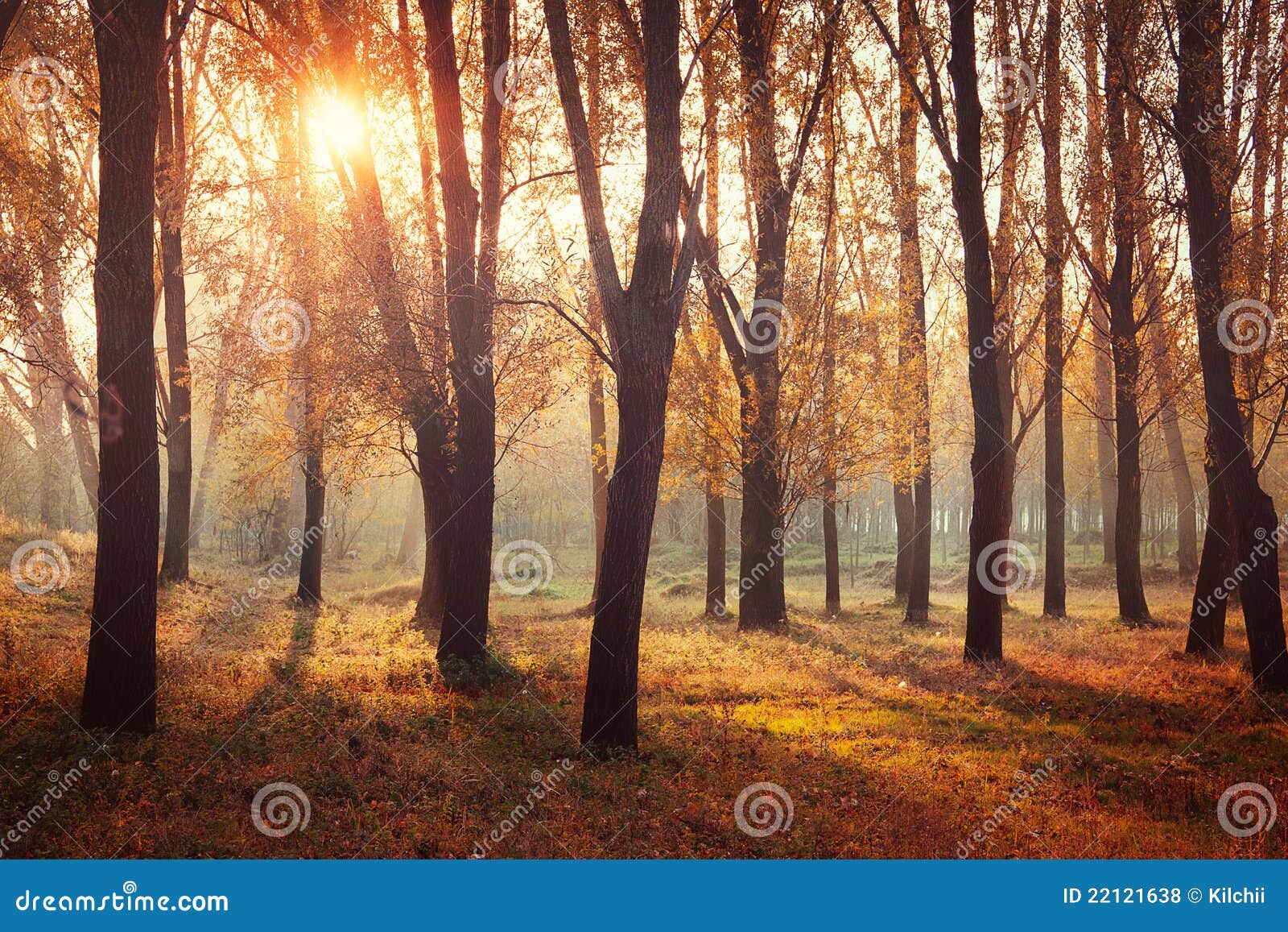 Autumn sunrise in forest stock photo. Image of morning - 22121638