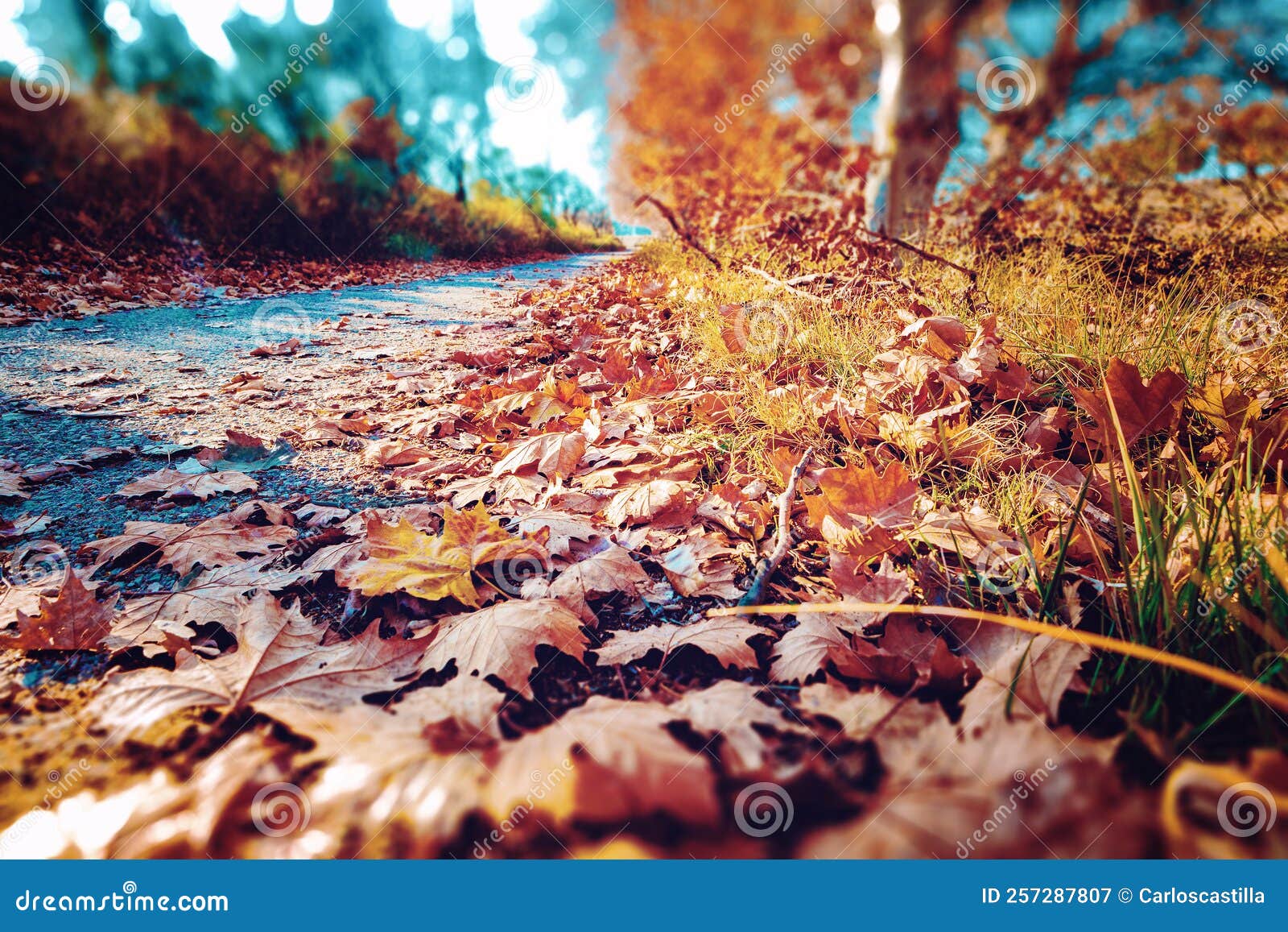 Autumn sunset landscape stock image. Image of natural - 257287807