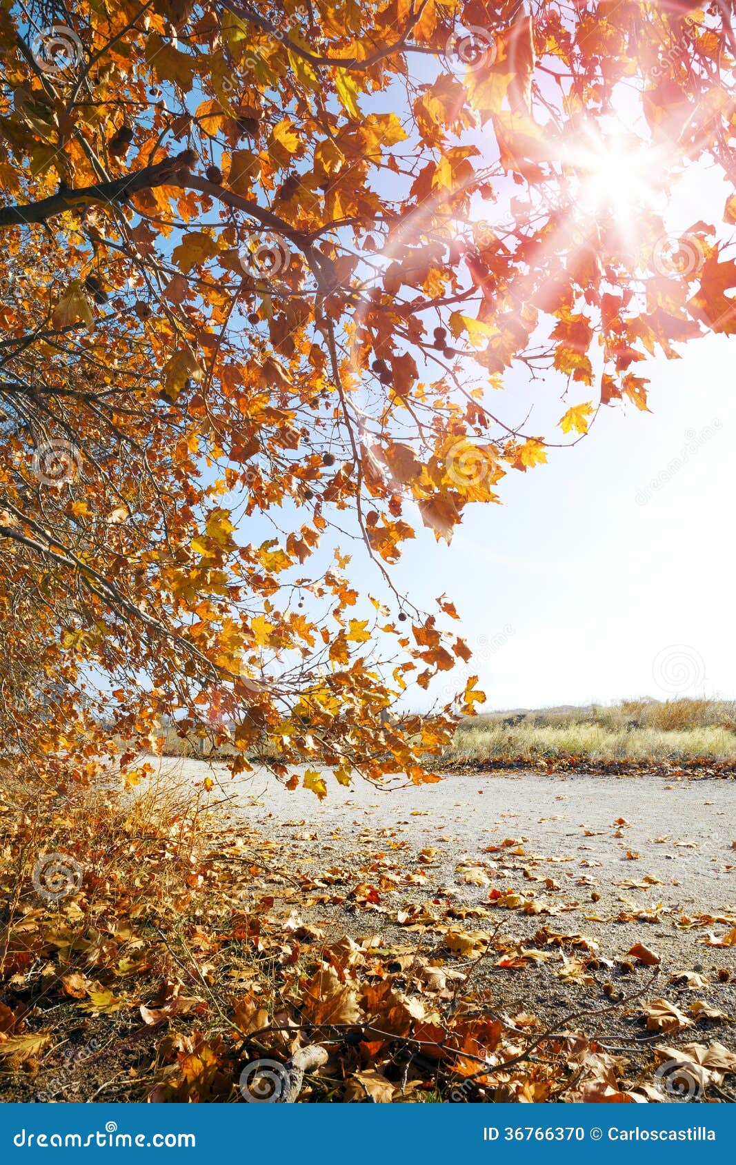 Autumn sunset landscape stock photo. Image of branch - 36766370