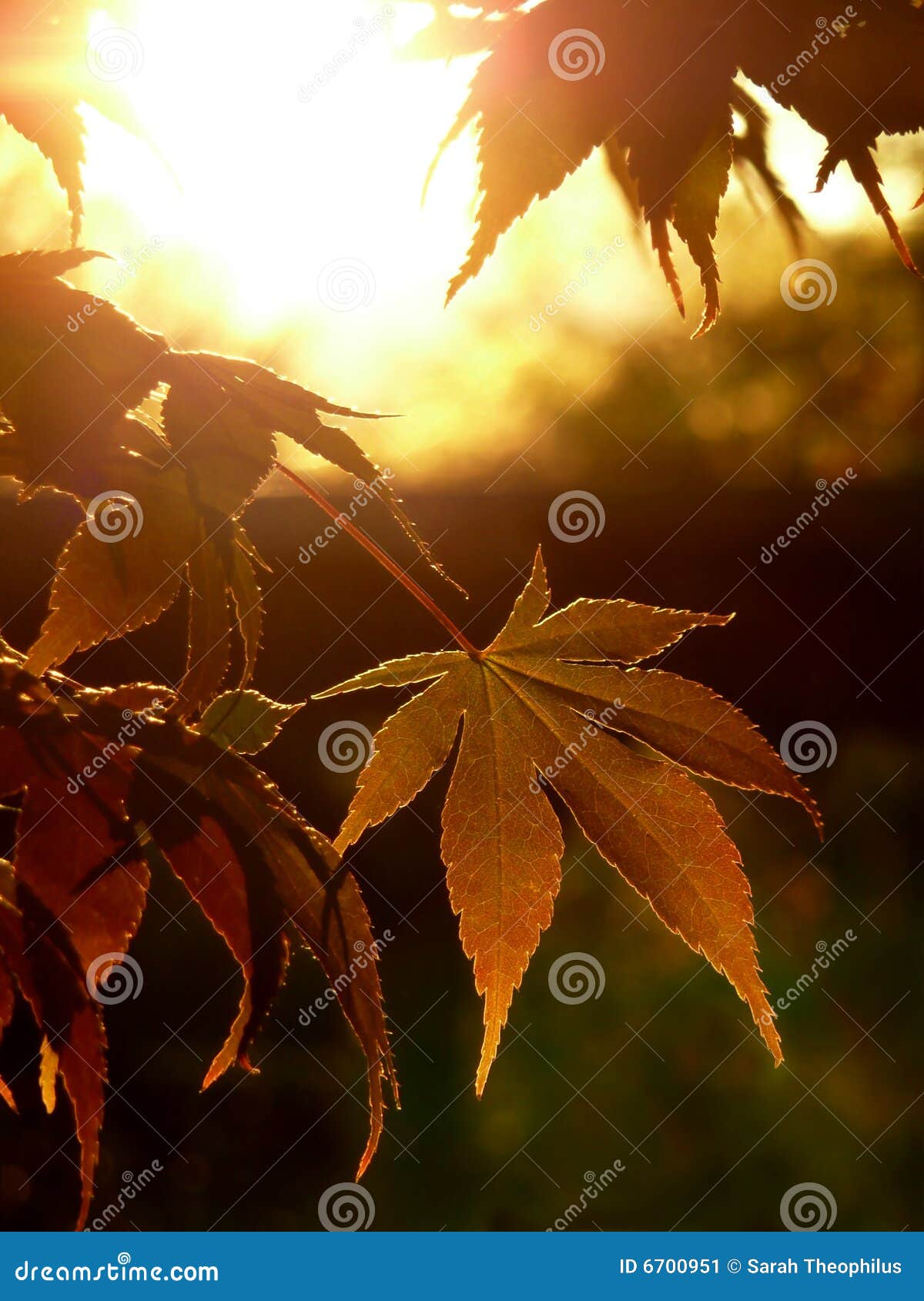 Autumn Sunset Maple Leaves stock image. Image of vivid - 6700951