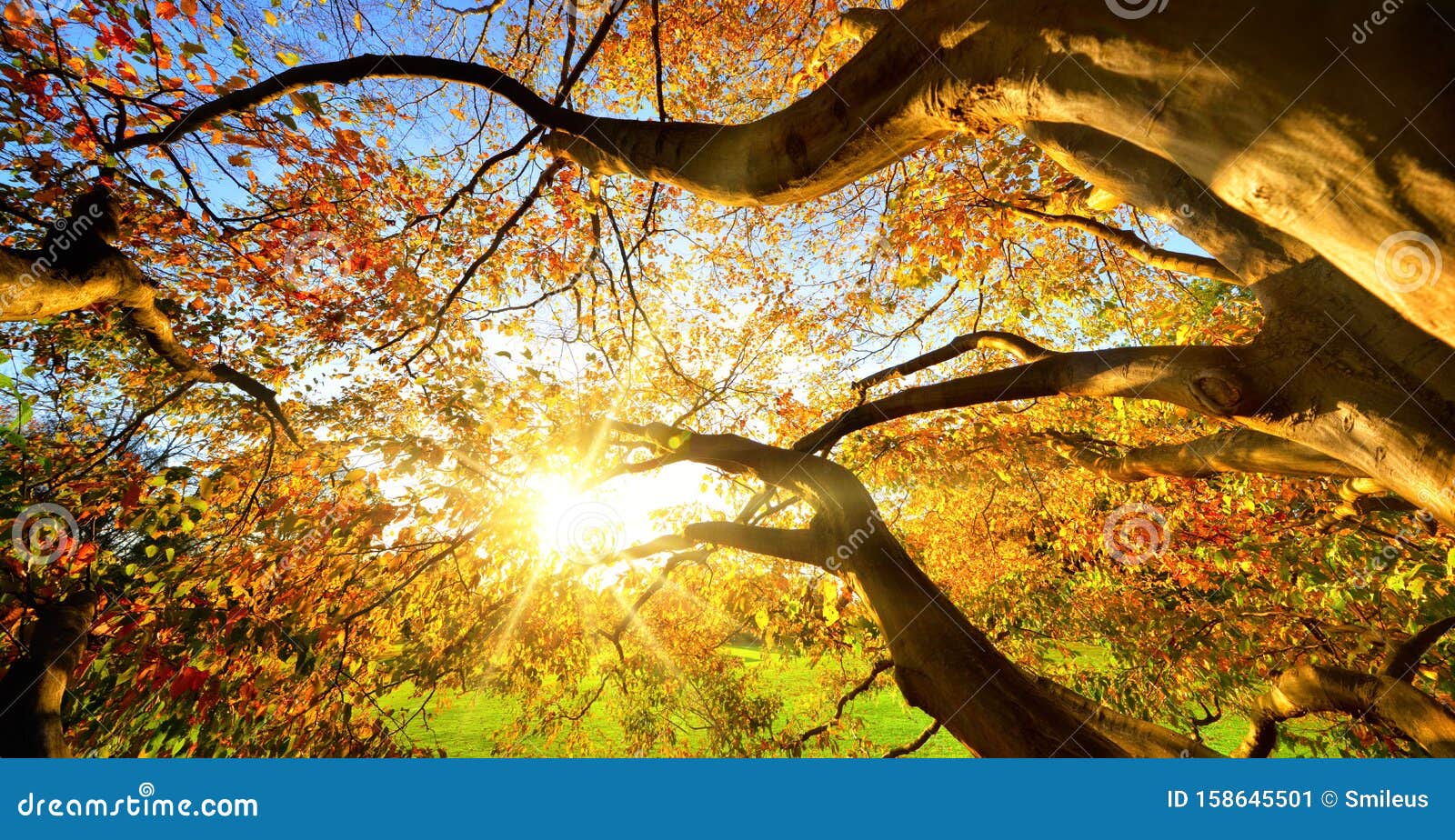 Autumn Sunshine Viewed through a Large Tree Stock Image - Image of ...