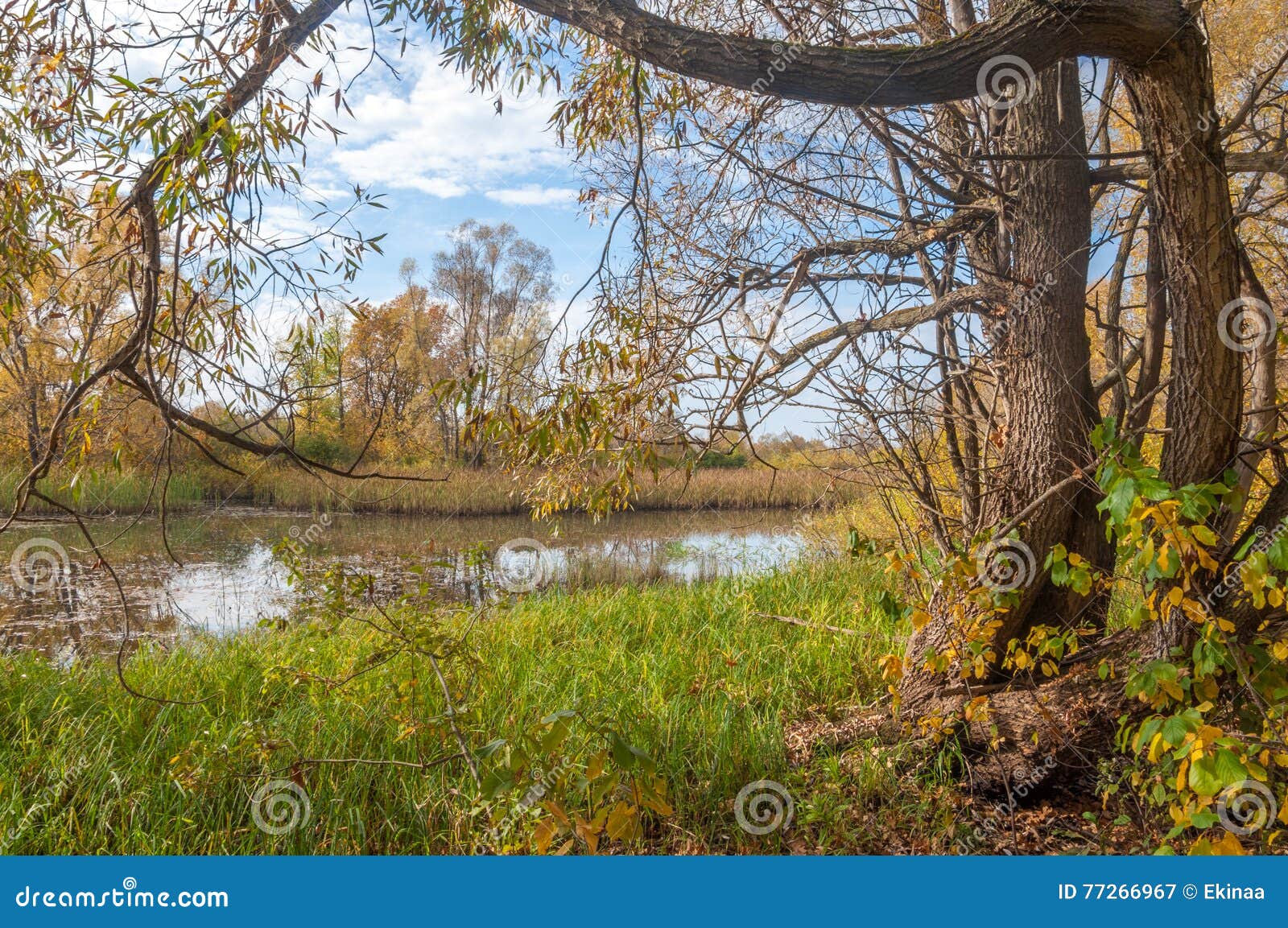 Autumn Swamp. Cane Grows in the Swamp Stock Image - Image of plant ...