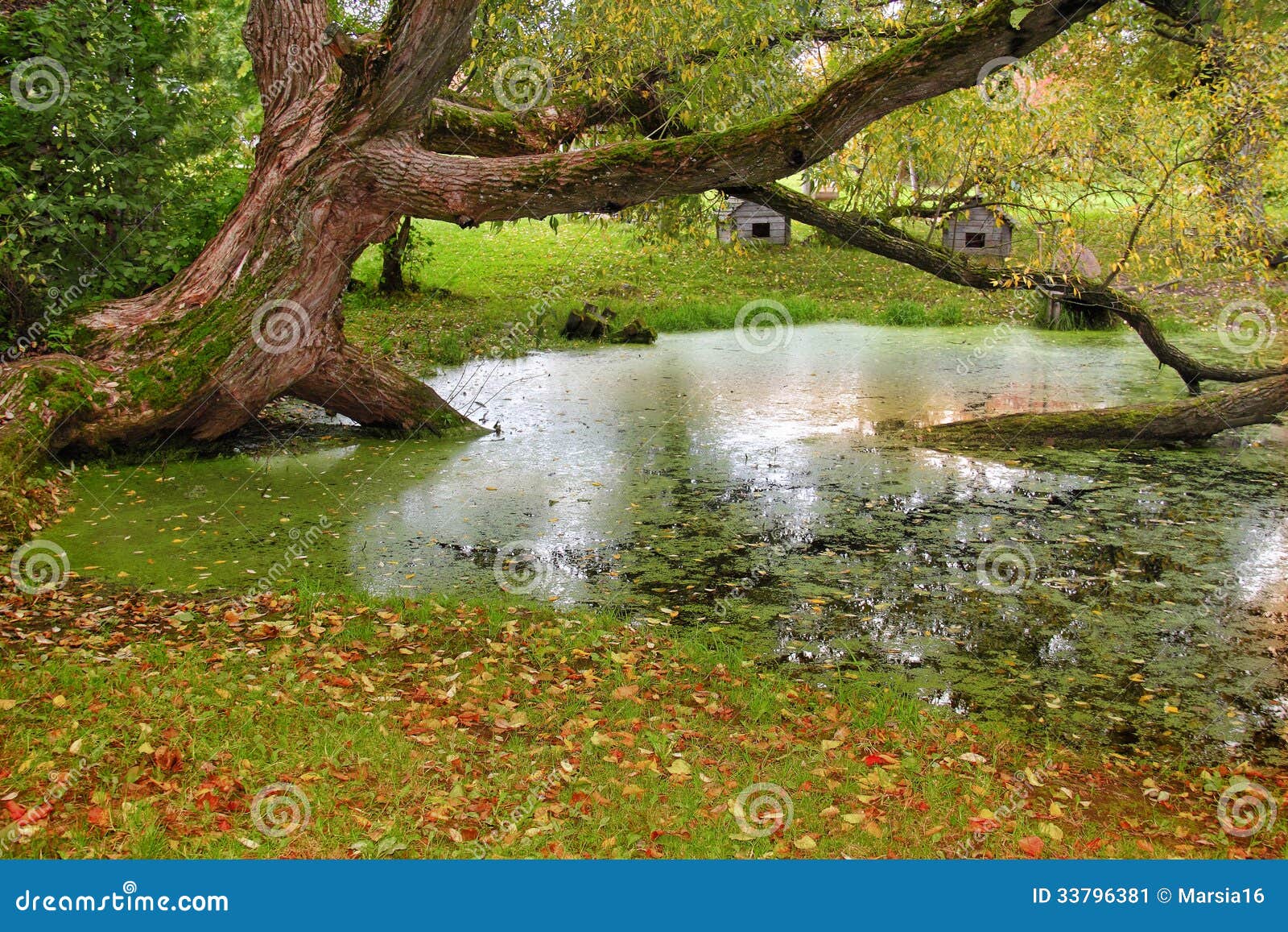 Autumn in the Swamp stock image. Image of fall, serenity - 33796381