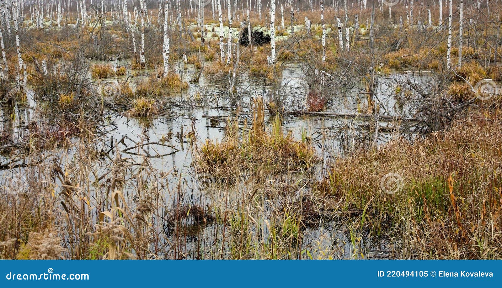 Autumn swamp in the forest stock image. Image of outdoor - 220494105