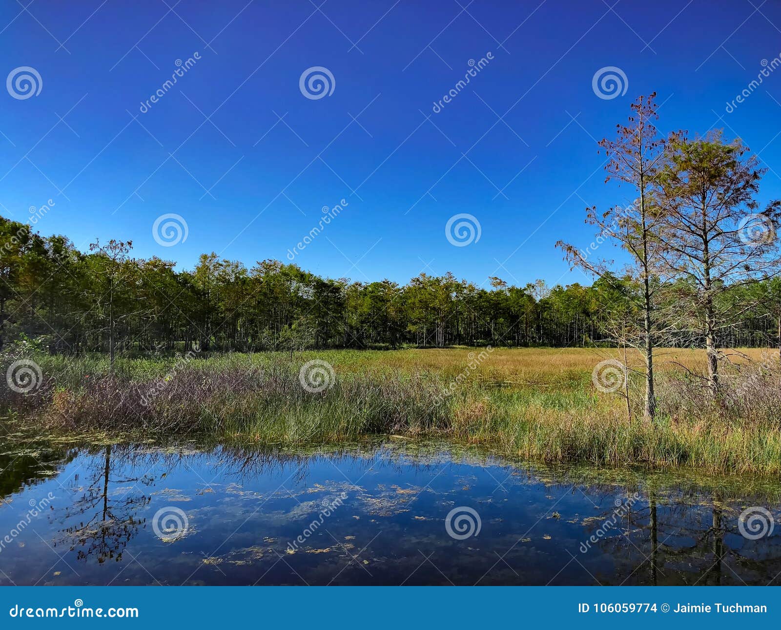 Autumn swamp landscape stock photo. Image of nature - 106059774