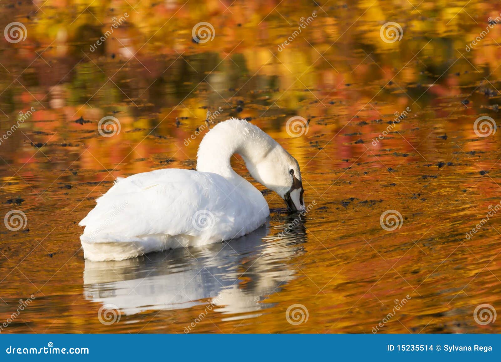 Autumn Swan stock photo. Image of swan, brown, scenic - 15235514