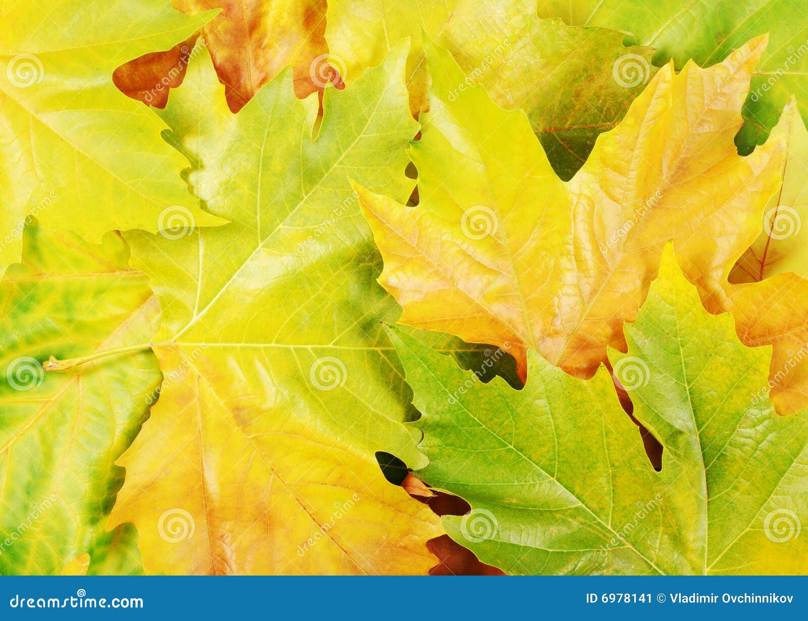 Autumn Sycamore Leaves Stock Image - Image: 6978141