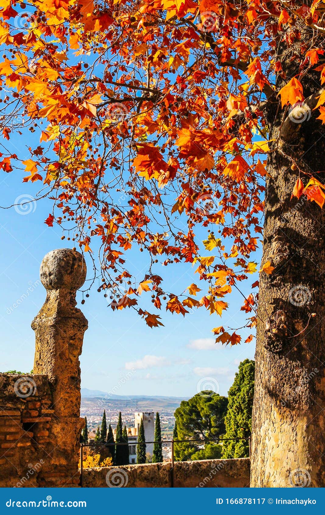 Autumn Sycamore Tree in the Old City of Granada, Spain Stock Image ...