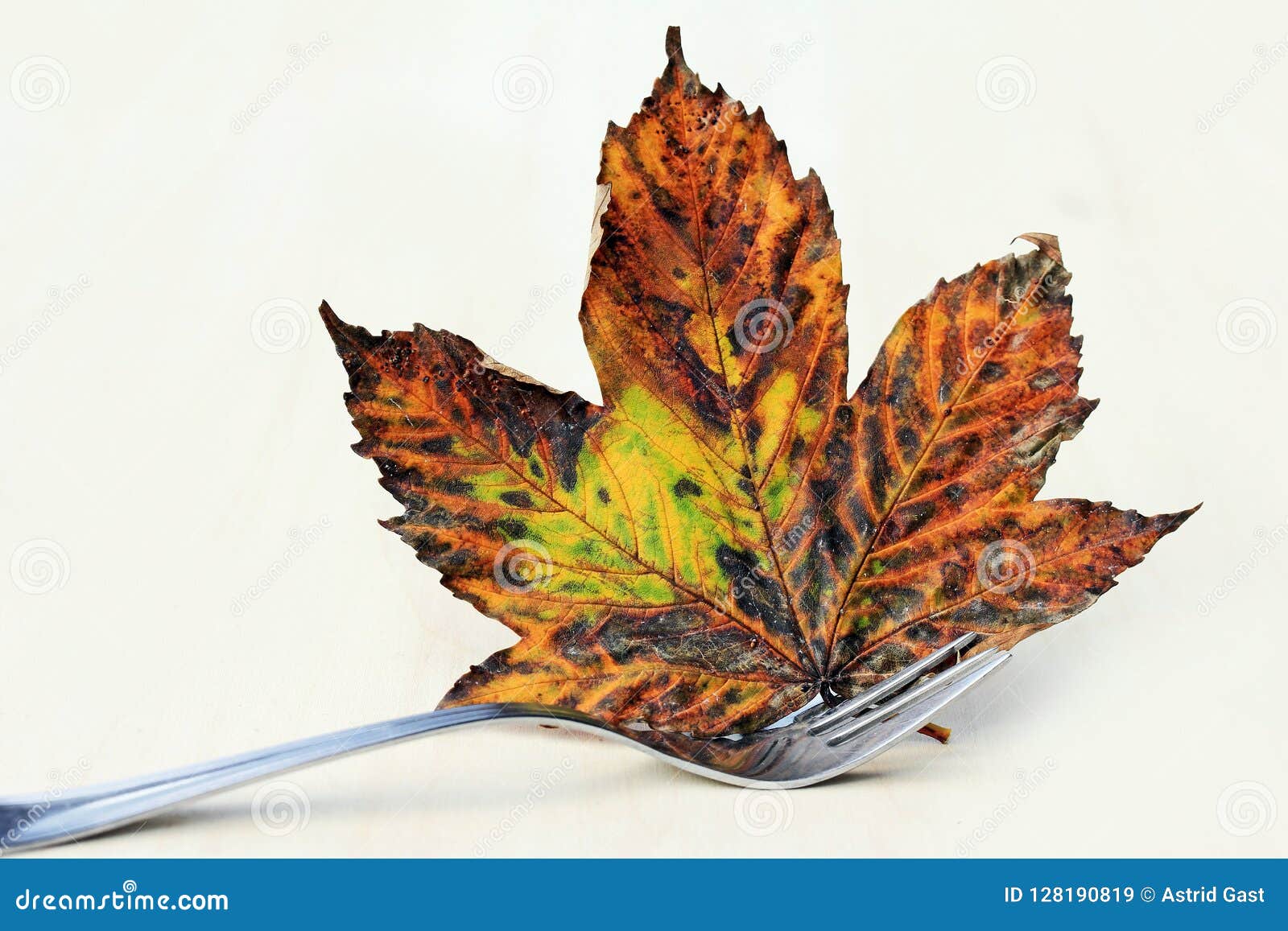 Autumn on the Table. a Fork Holds an Autumn Leaf Stock Image - Image of ...