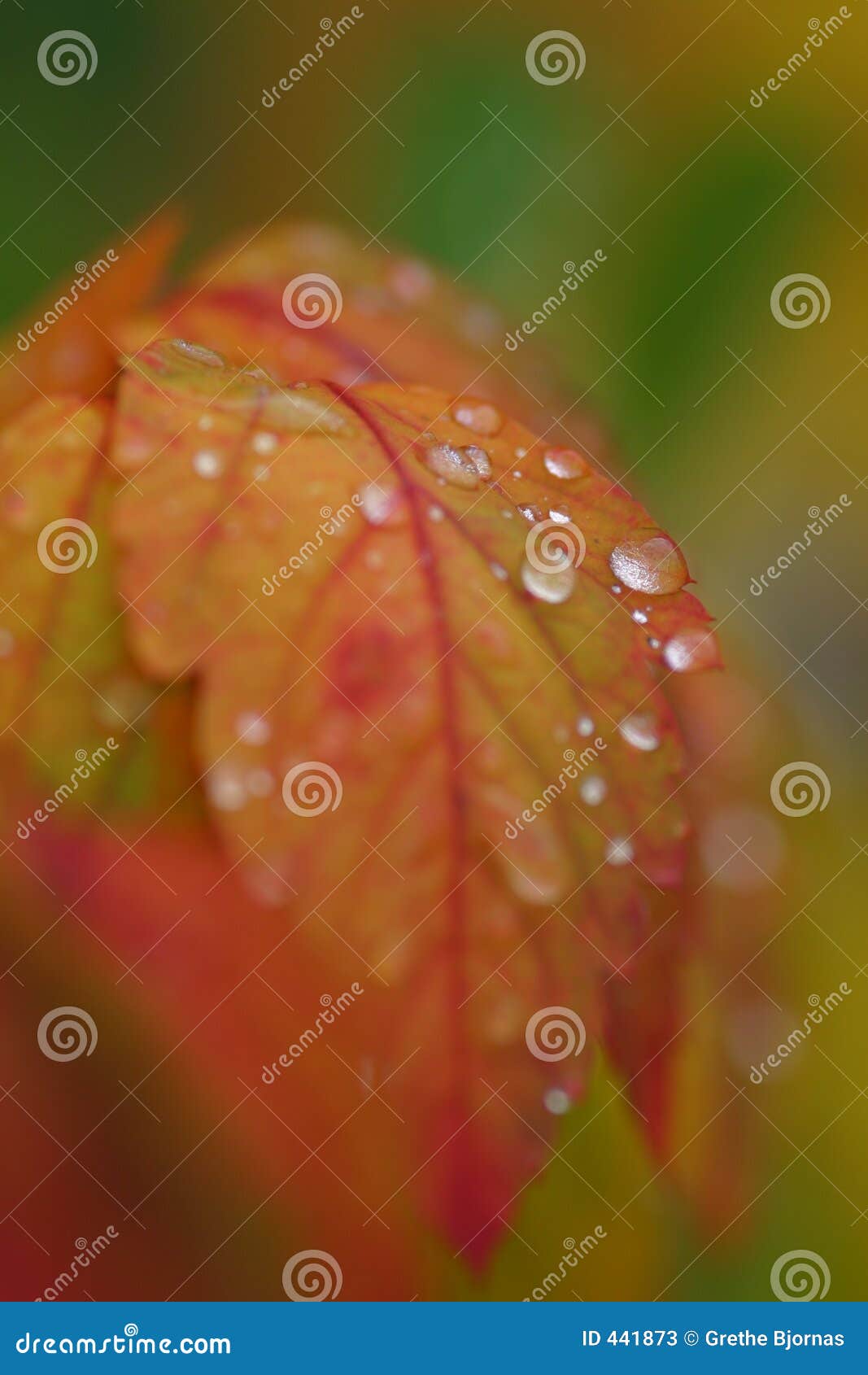 Autumn tears stock image. Image of blurry, leaves, hanging - 441873