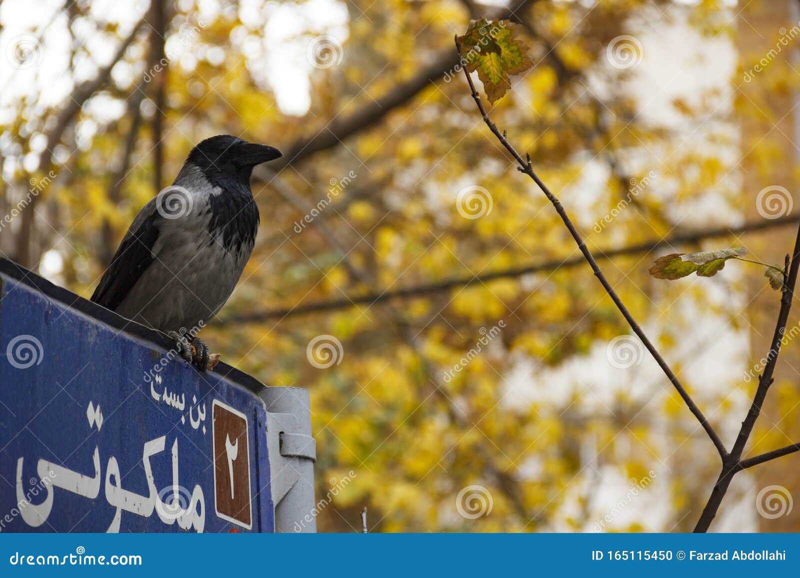 A Crow Enjoying the Autumn in Tehran Streets Stock Photo - Image of ...