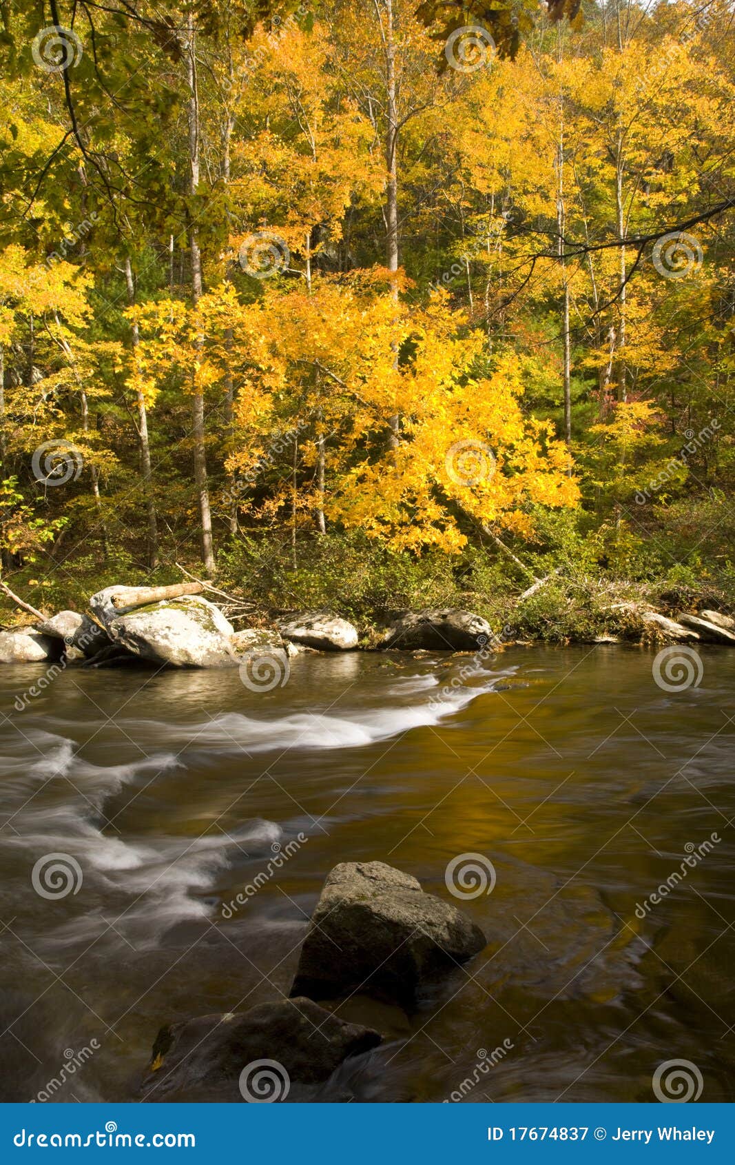 Autumn, Tellico River, Cherokee NF Stock Image - Image of radiant ...