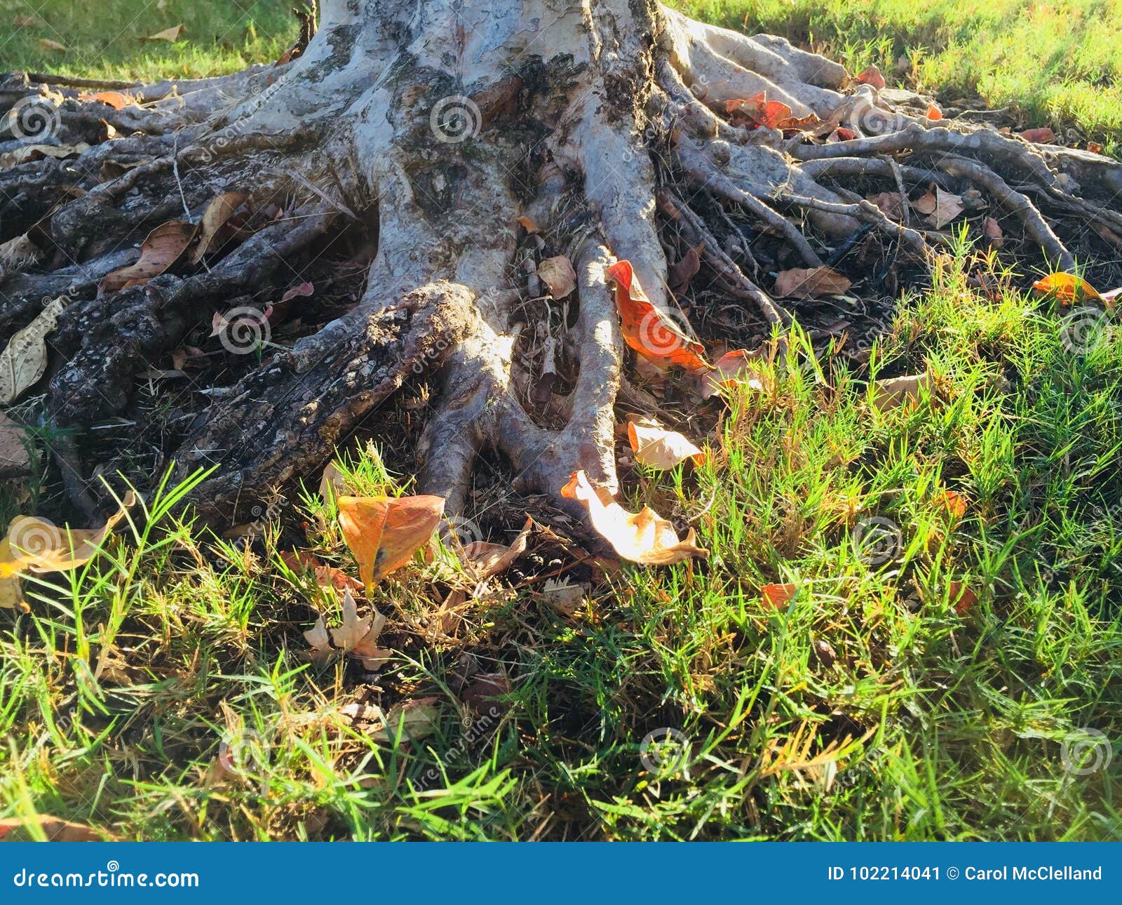 Autumn in Texas stock image. Image of autumn, tree, roots - 102214041