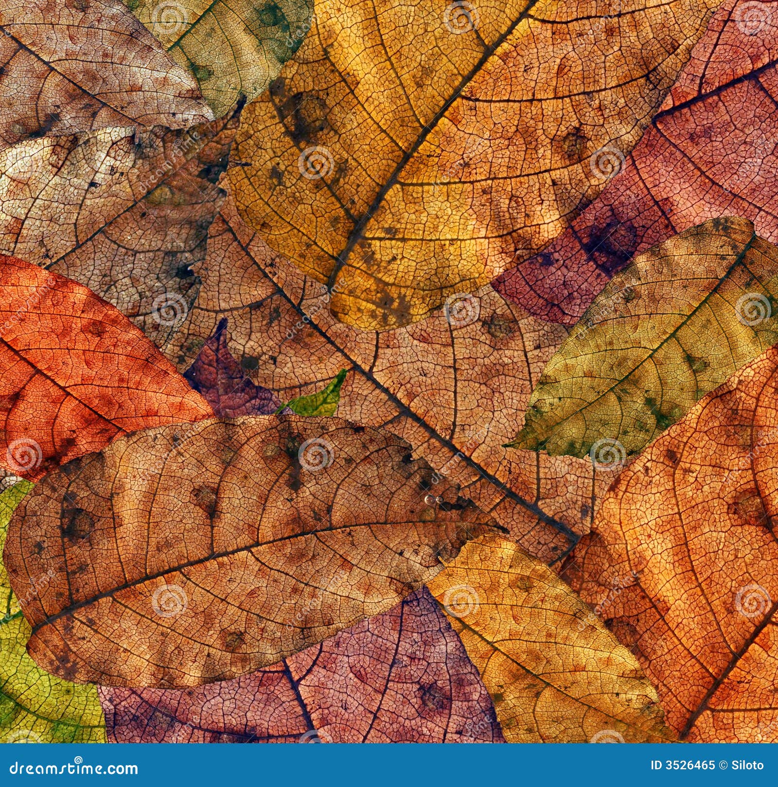 Autumn texture stock image. Image of autumn, detail, time - 3526465
