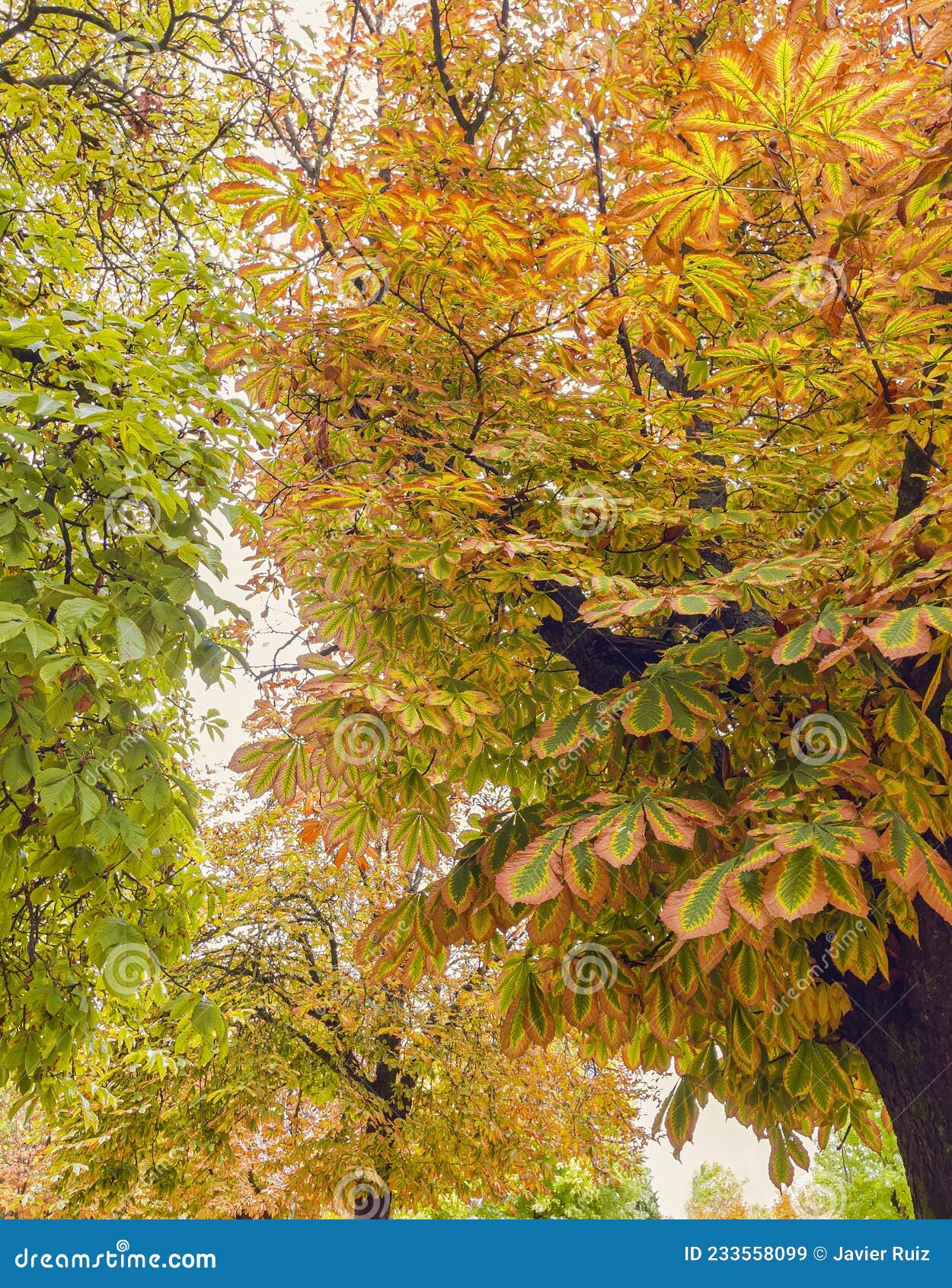Autumn Texture with Deciduous Trees, with Leaves in Different Tones of ...