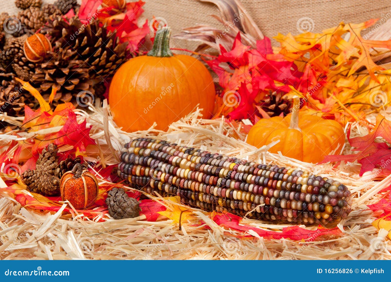 Autumn theme with corn stock photo. Image of selective - 16256826