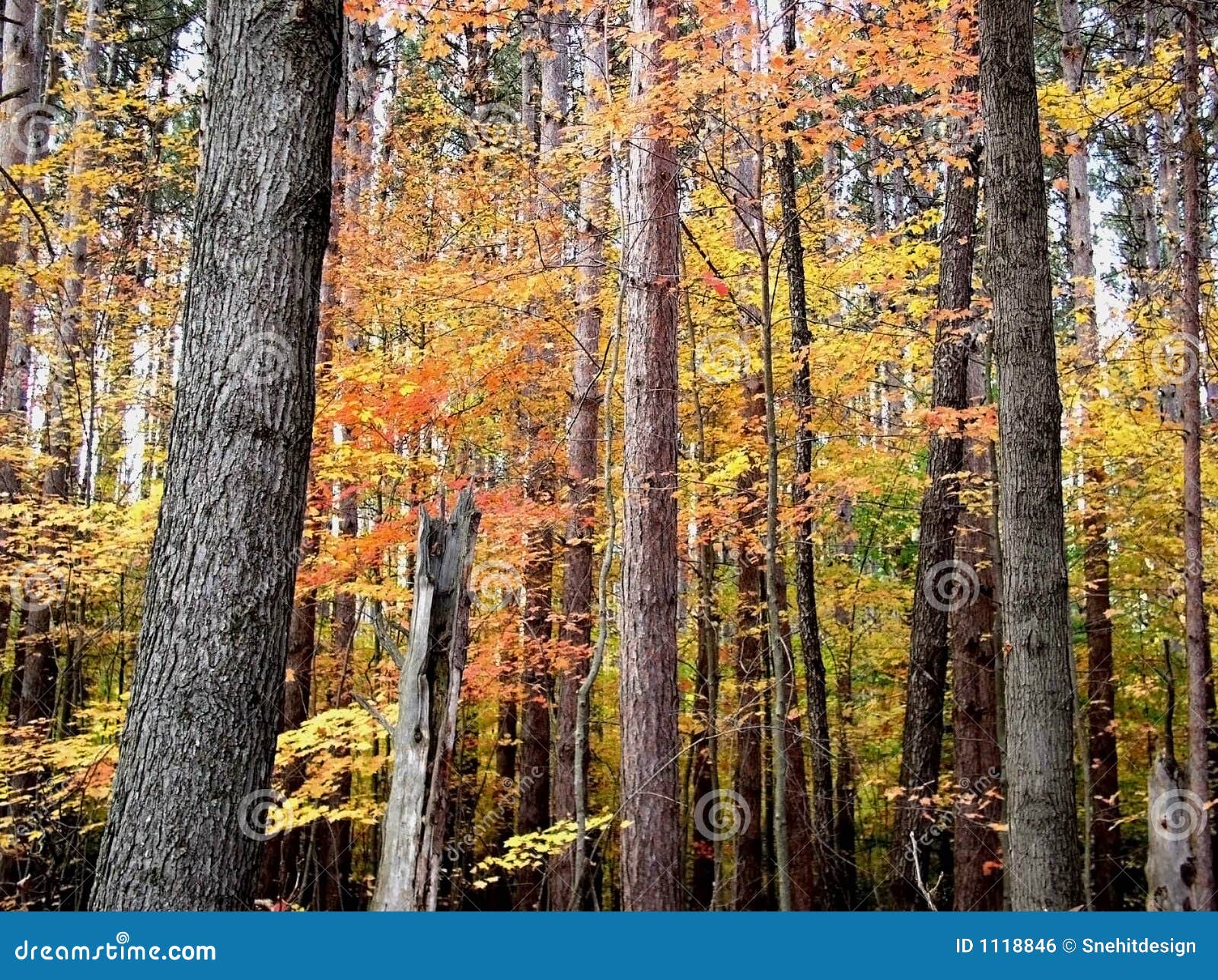 Autumn time stock photo. Image of colored, leaf, october - 1118846