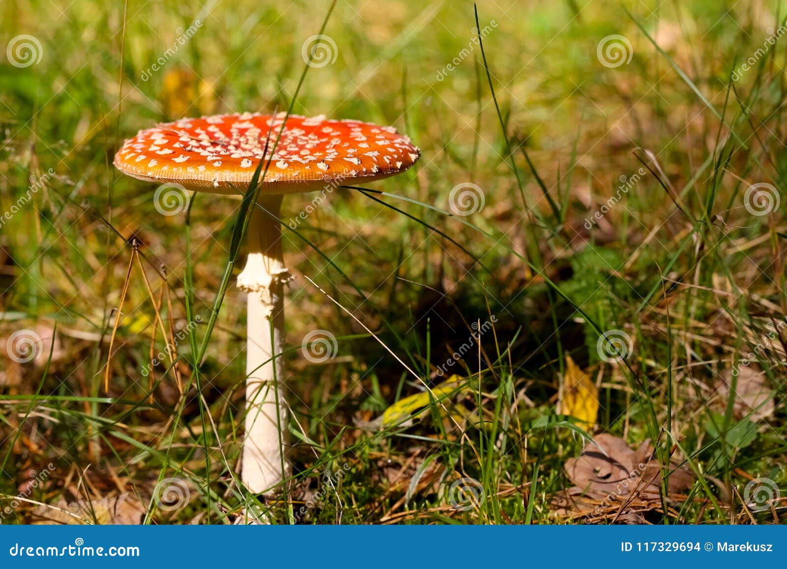 One Red Toadstool in the Forest Ground Stock Photo - Image of season ...
