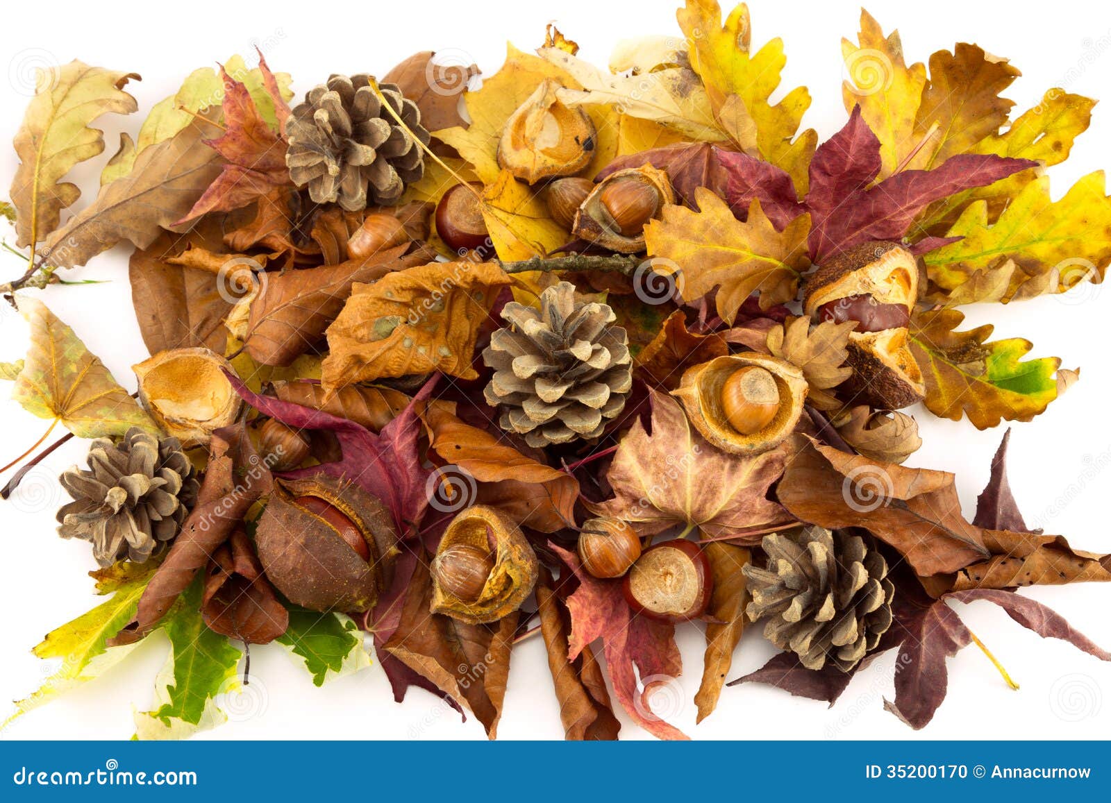 Autumn time stock photo. Image of conker, seasonal, colour - 35200170