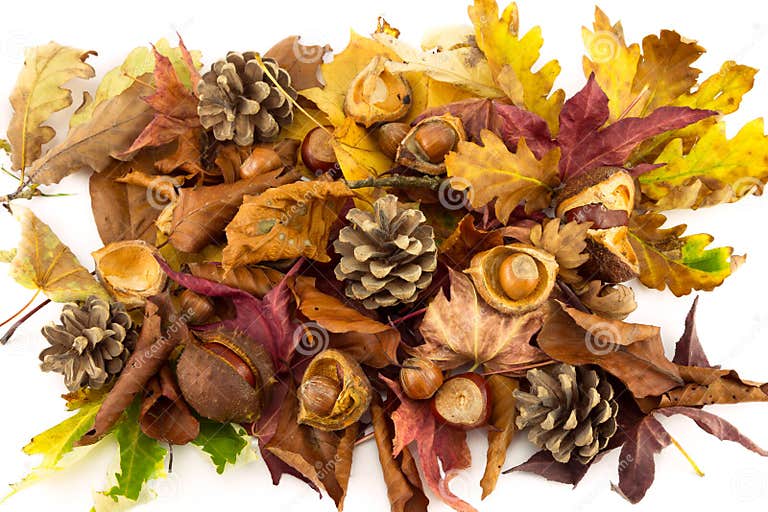 Autumn time stock photo. Image of conker, seasonal, colour - 35200170