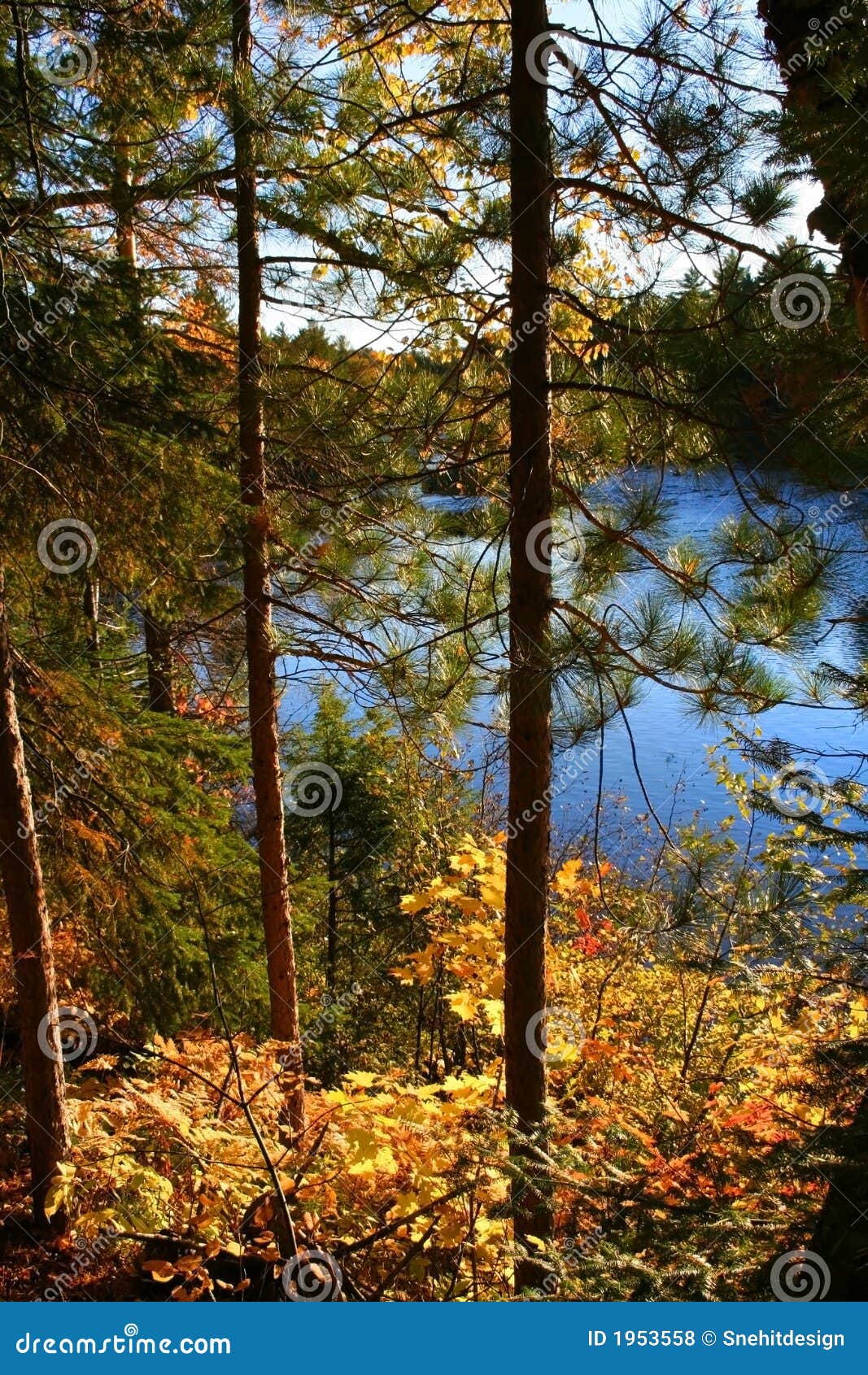 Autumn time trees stock photo. Image of captivating, lake - 1953558