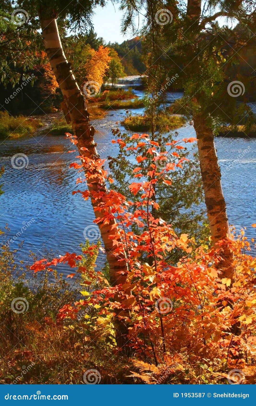 Autumn time trees stock image. Image of fine, green, fall - 1953587