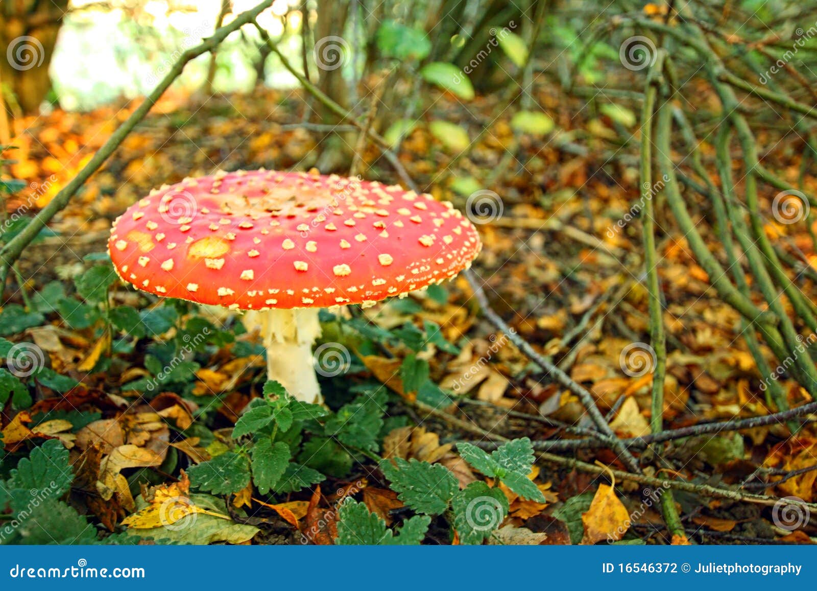 Autumn, toadstool stock photo. Image of forest, fungi - 16546372