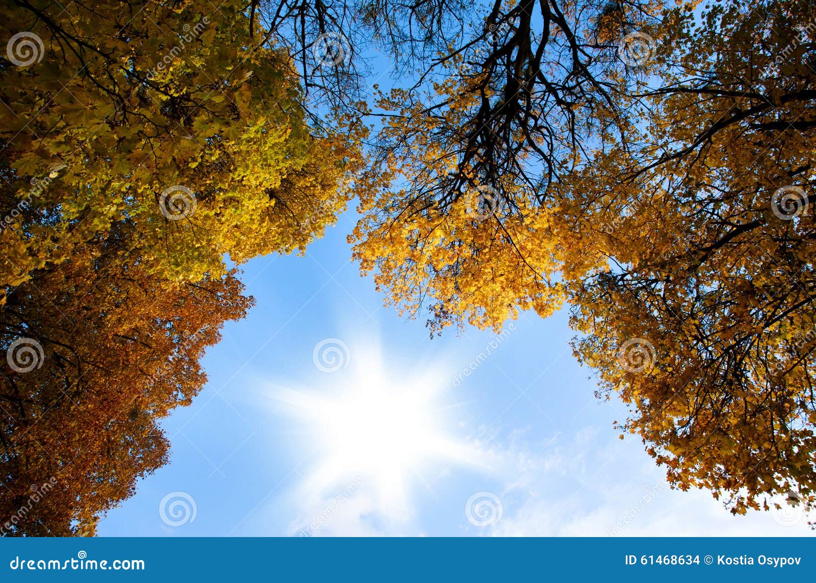Autumn Tops of Trees on Background Blue Sky and Shining Sun Stock Photo ...