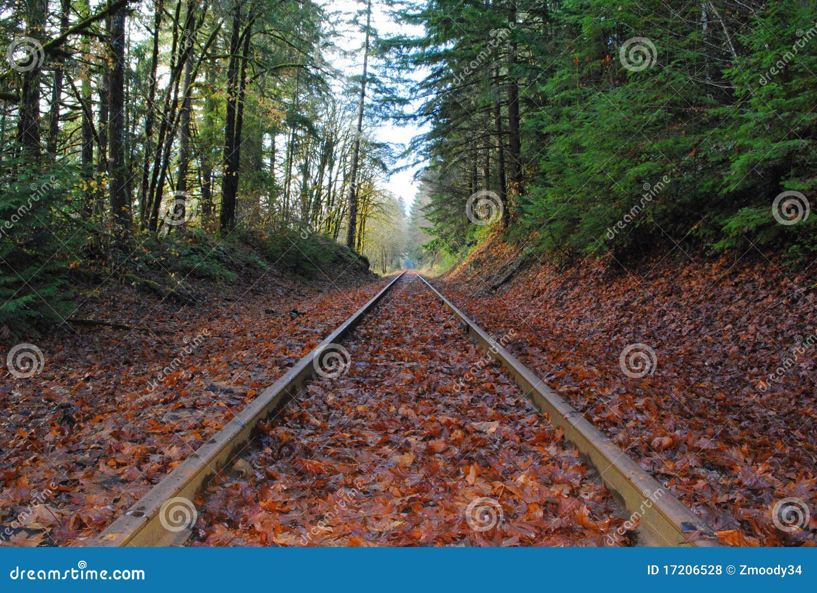 Autumn Tracks stock photo. Image of evergreens, leaves - 17206528