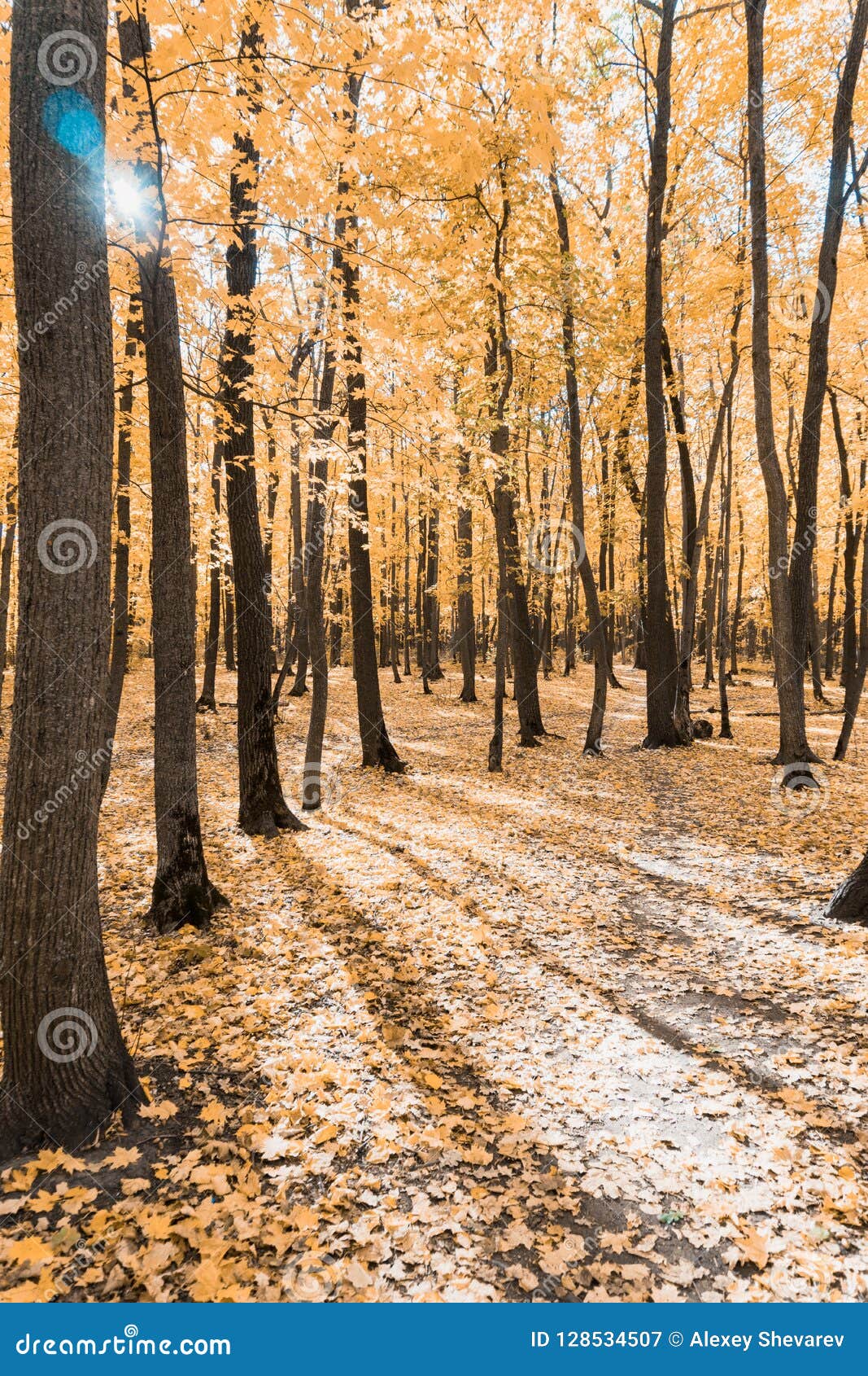 Autumn Tracks in the Park with Yellow Leaves Stock Image - Image of ...