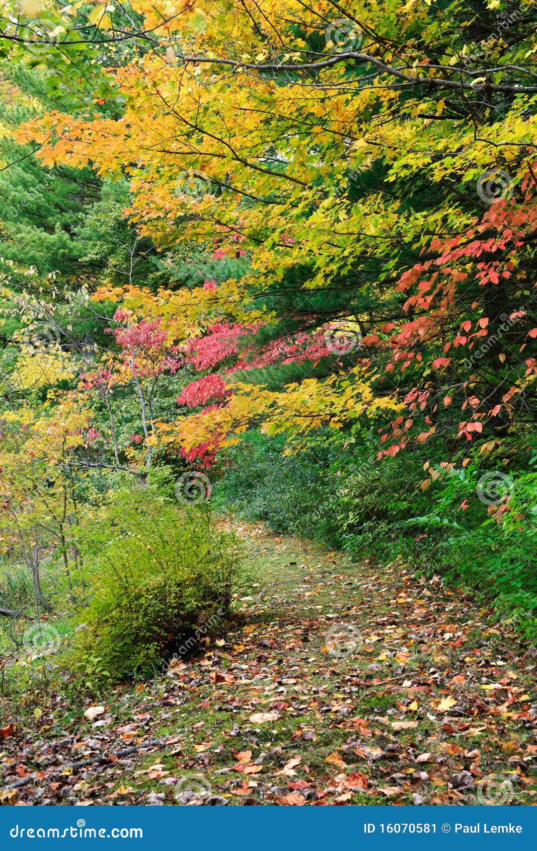Autumn Trail stock image. Image of autumn, peaceful, lush - 16070581