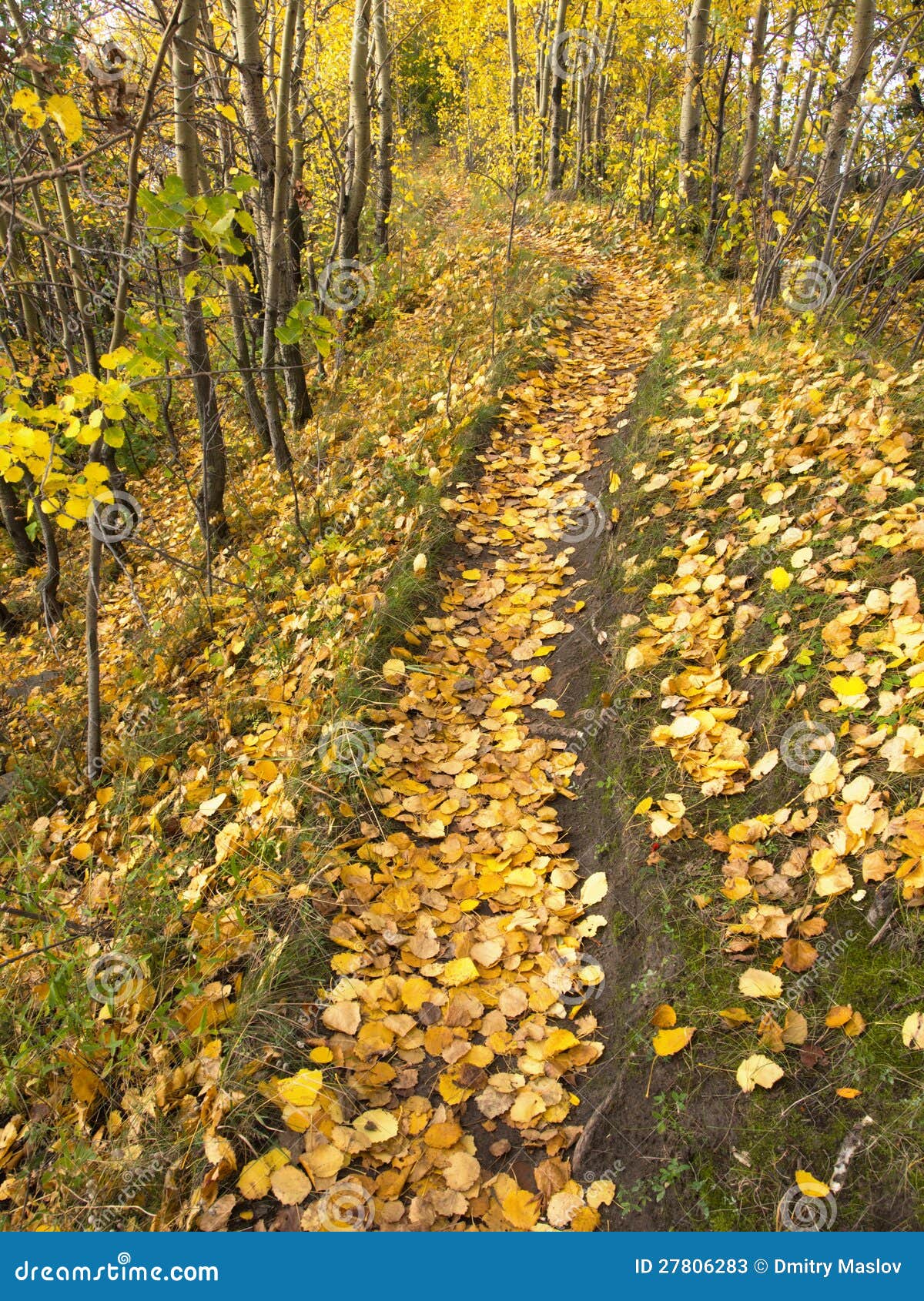 Autumn trail stock image. Image of autumn, forest, bright - 27806283