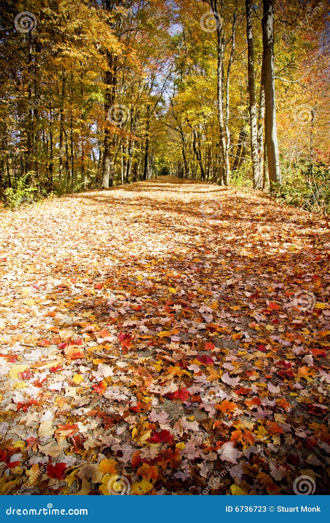 Autumn trail stock image. Image of bright, fall, hike - 6736723