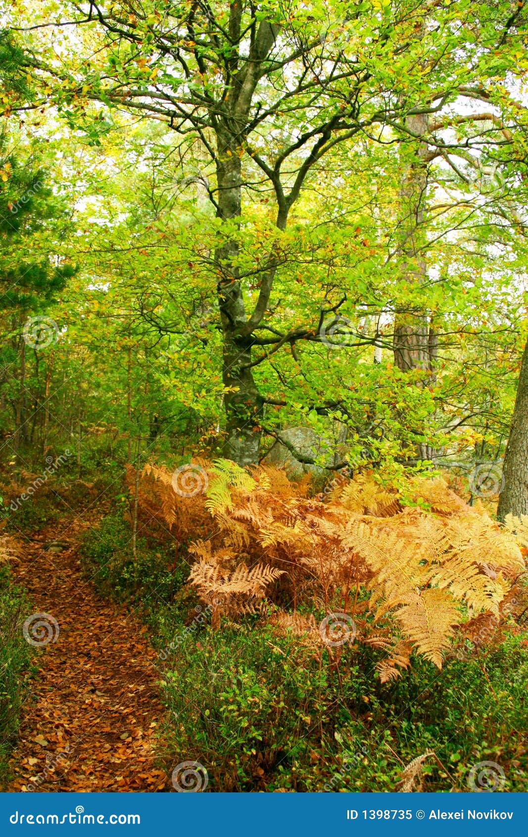 Autumn trail in a forest stock image. Image of colors - 1398735