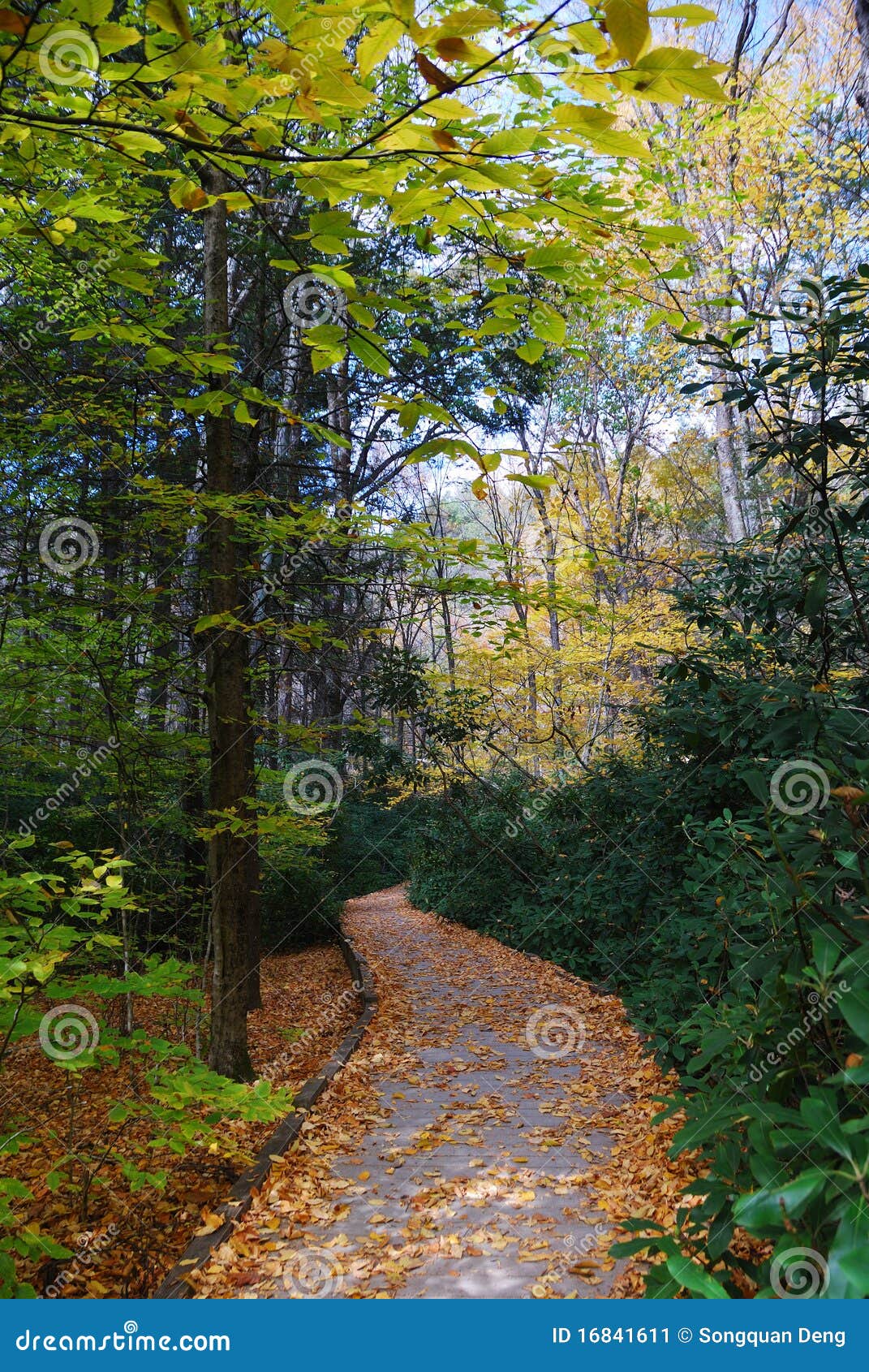 Autumn trail in forest stock image. Image of road, rural - 16841611