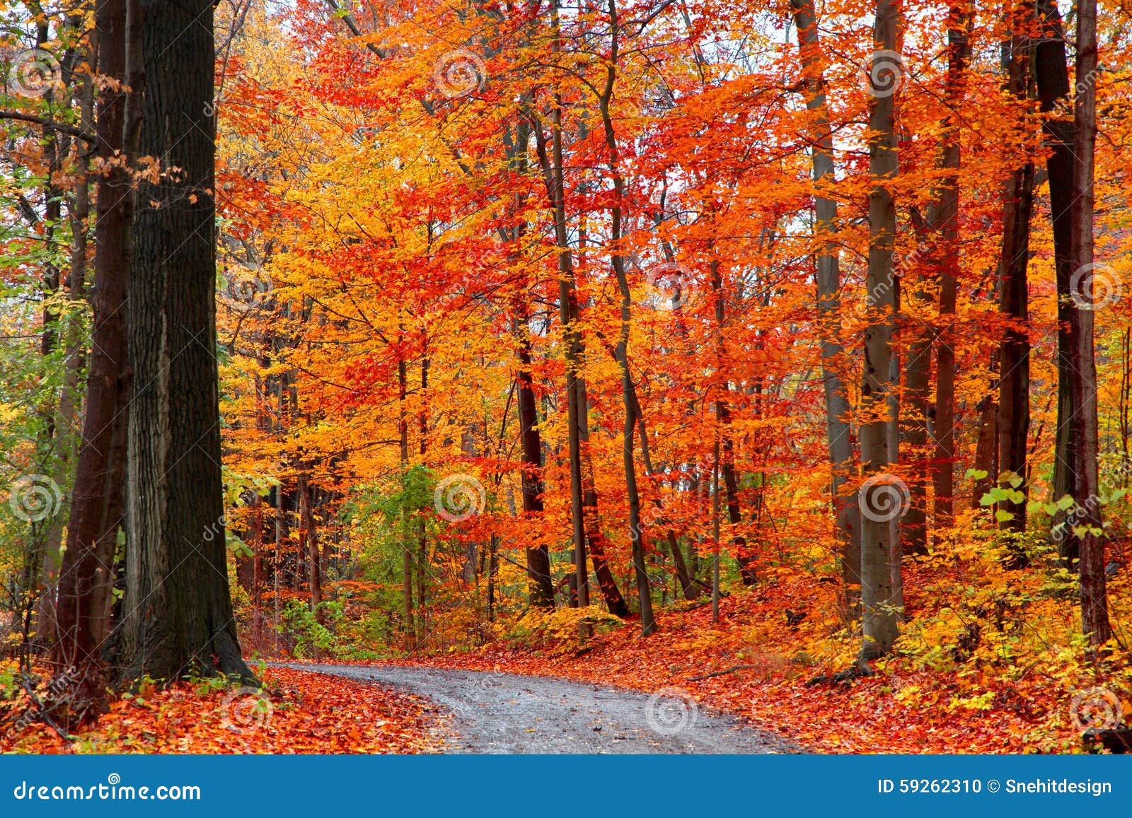 Autumn trail stock photo. Image of scenery, october, countryside - 59262310