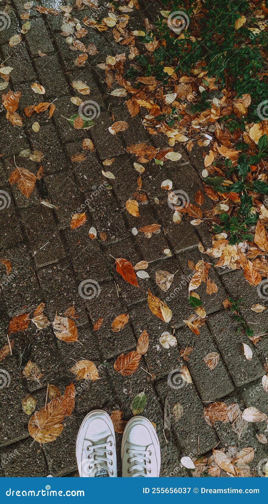 Autumn trail texture stock image. Image of plant, autumn - 255656037