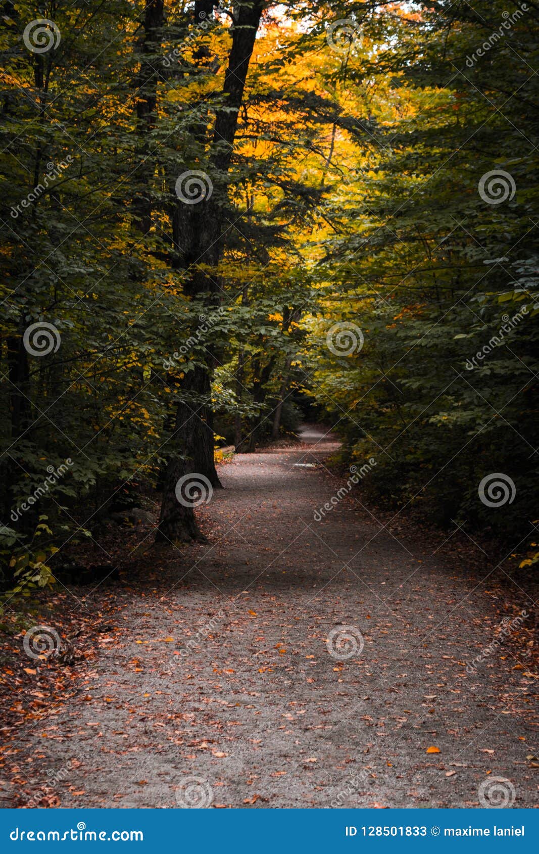 Autumn Trails in the Forest Stock Image - Image of forest, colour ...