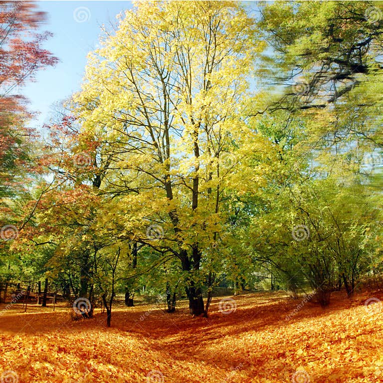 Autumn tree stock photo. Image of green, grow, nature - 1200632