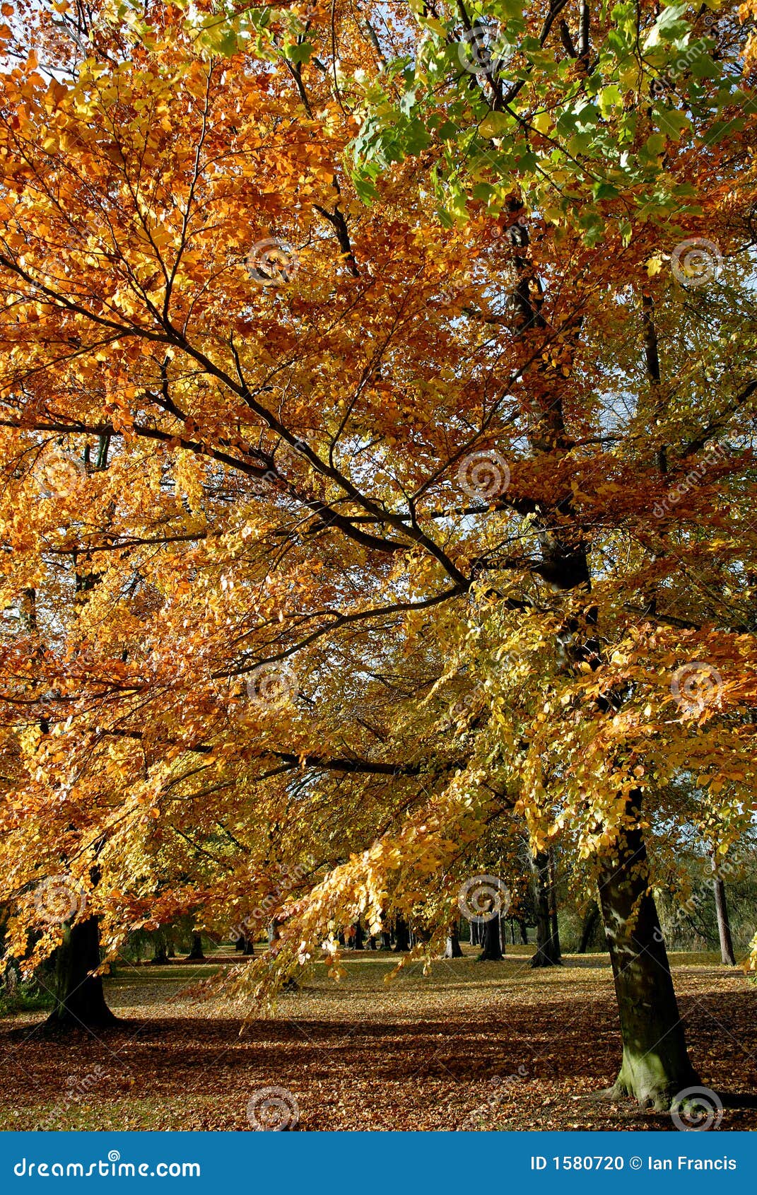 Autumn Tree. stock photo. Image of tree, foliage, seasonal - 1580720